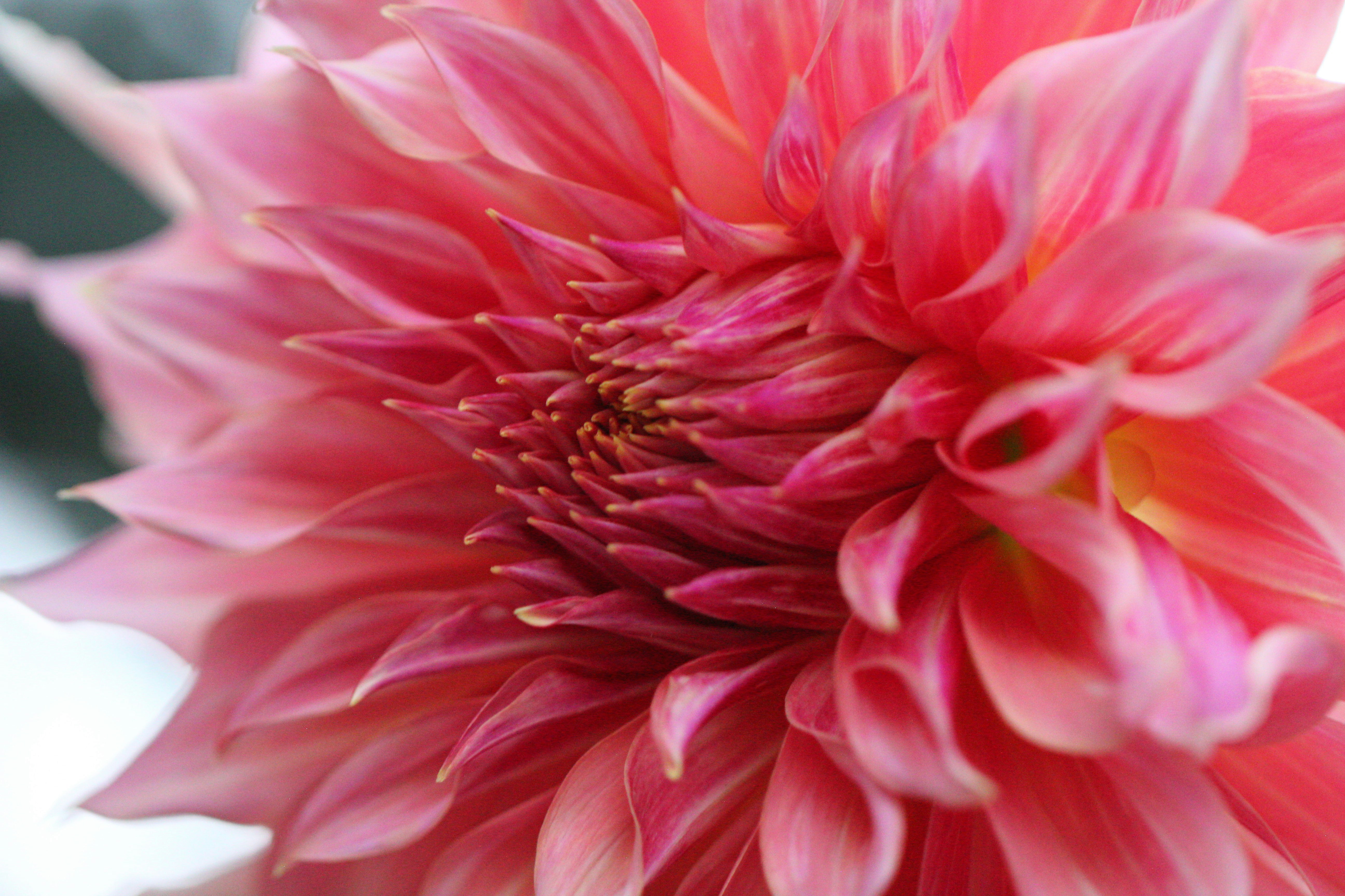Petals in Focus: a Macro Burst of Pink Depth