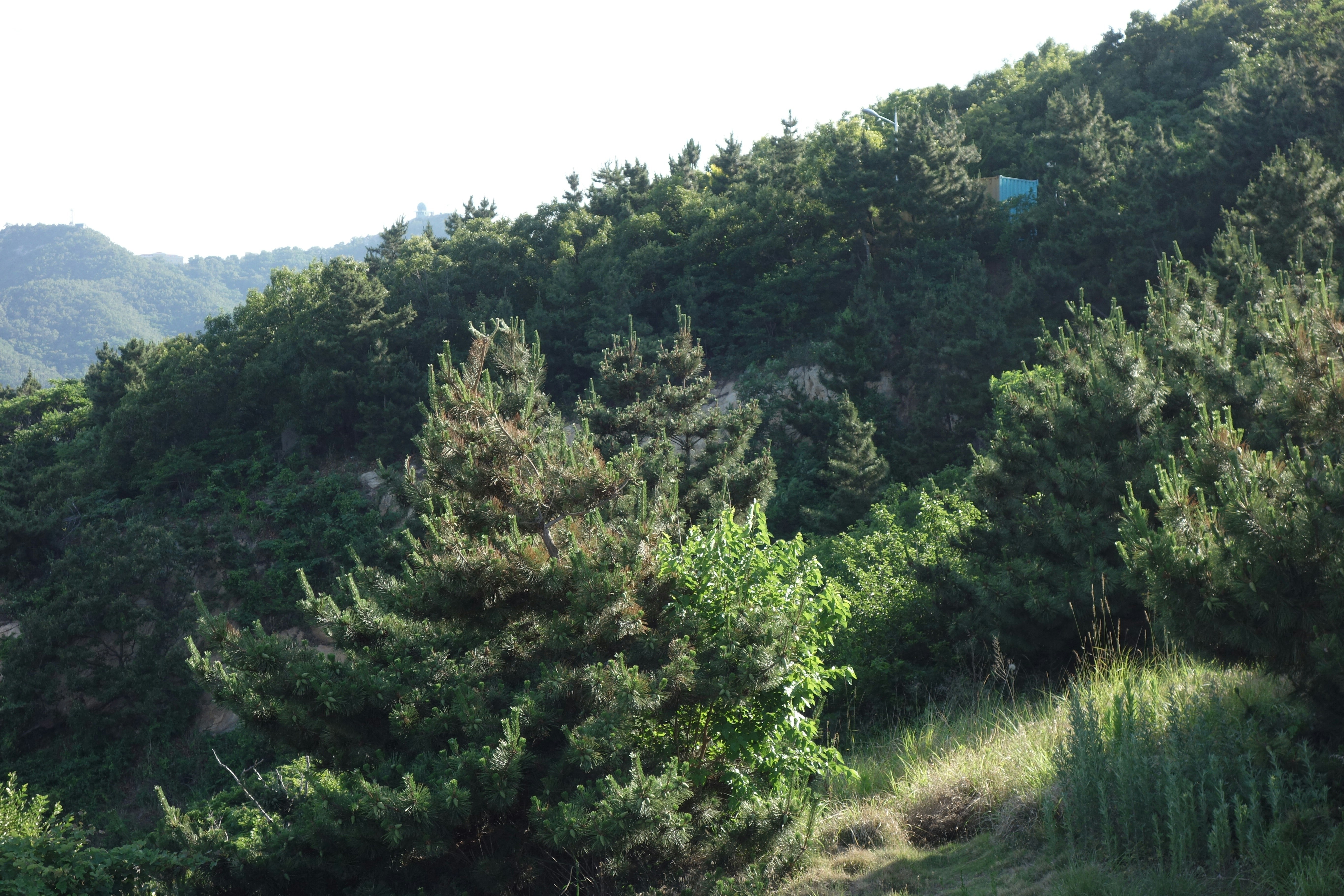 Sunlit Ridgeline: Pine Forest Stretches into Distant Hills