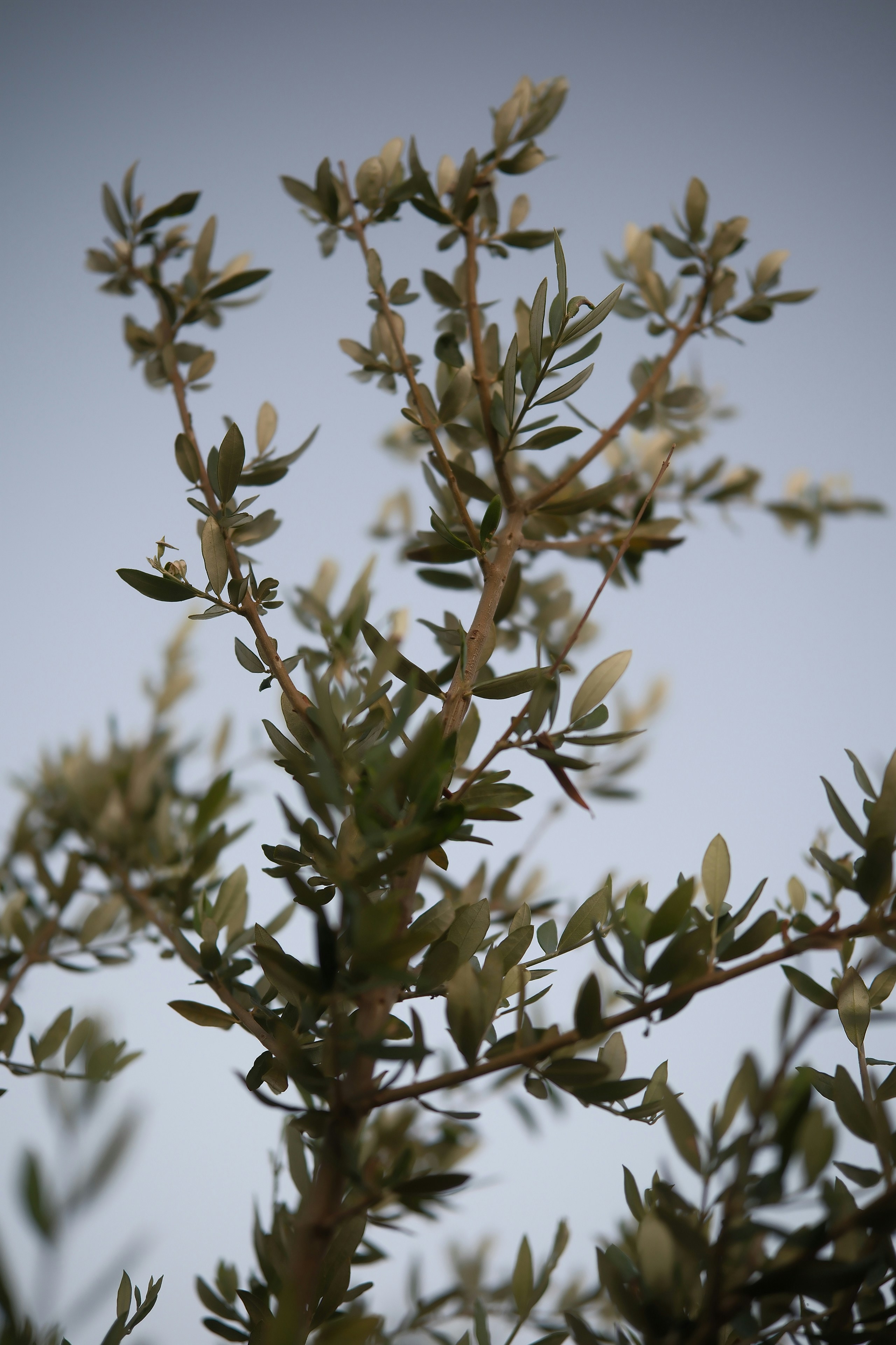 Branching Olive Whisper: Leaves Reaching Toward a Clear Sky
