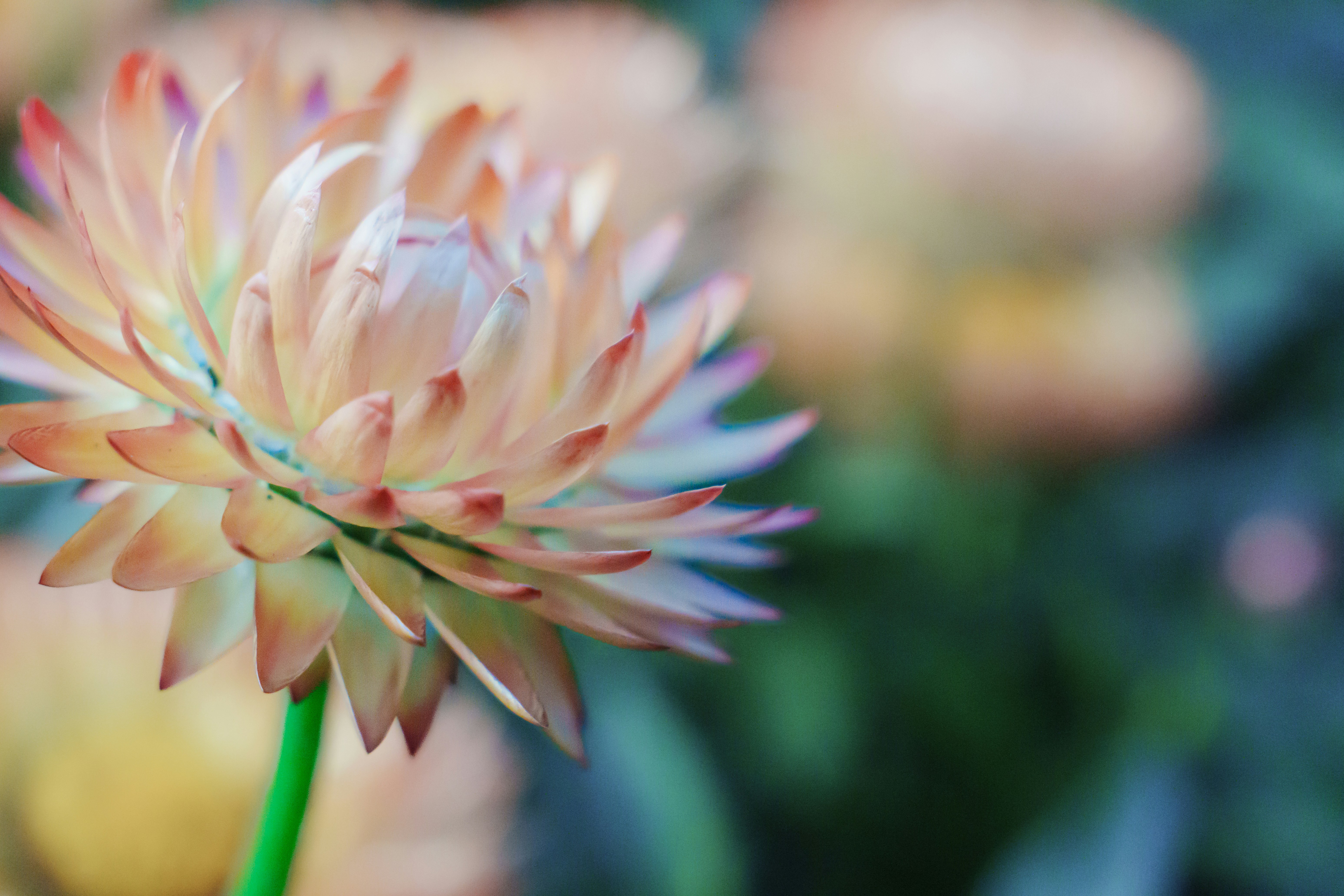 Soft Petal Bloom: A Dreamy Macro Moment