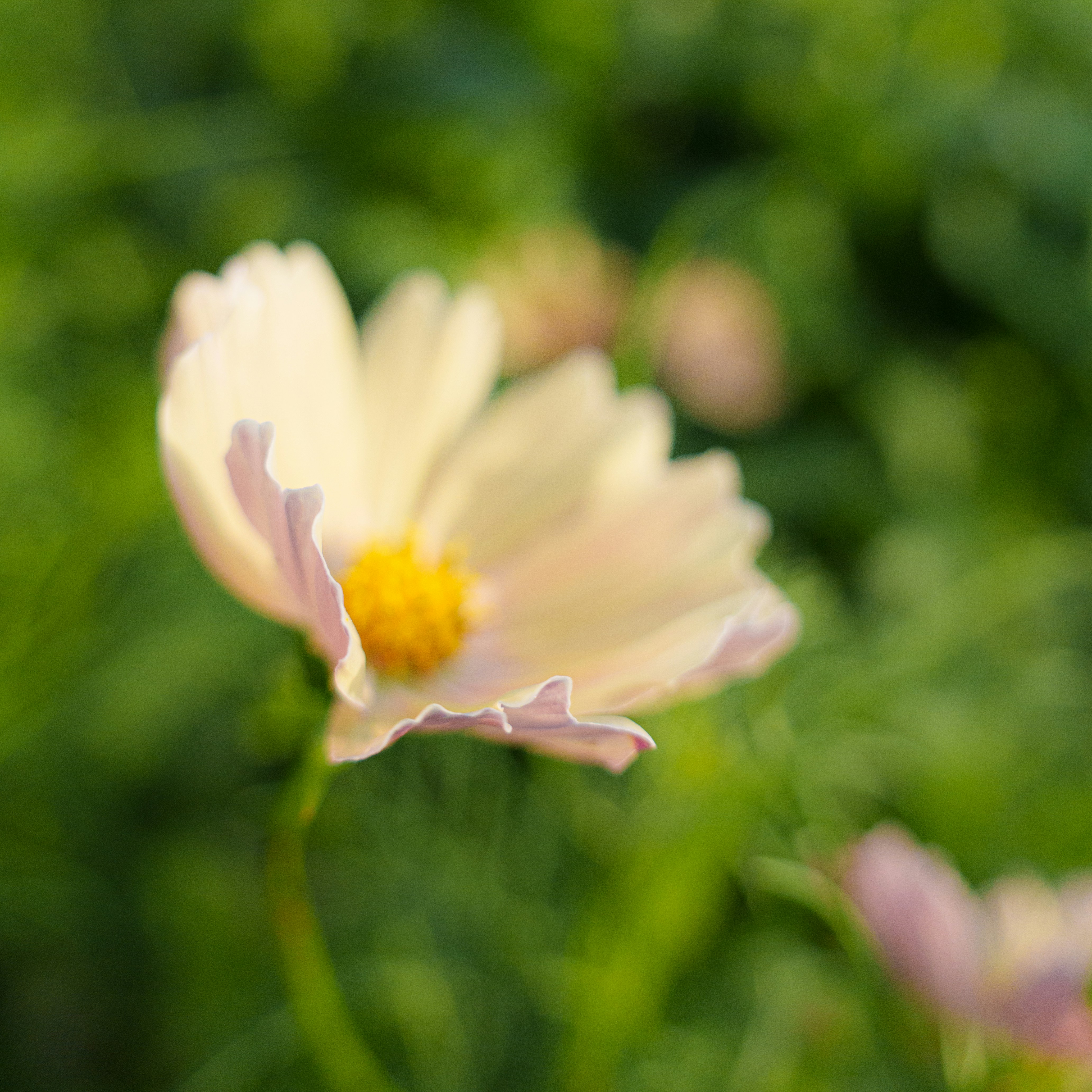 Soft-focus flower with pale cream petals and a yellow center against a blurred green background; a delicate garden close-up showing tender petals. (Note: photograph captures a natural bloom, not a logo or illustration.)
