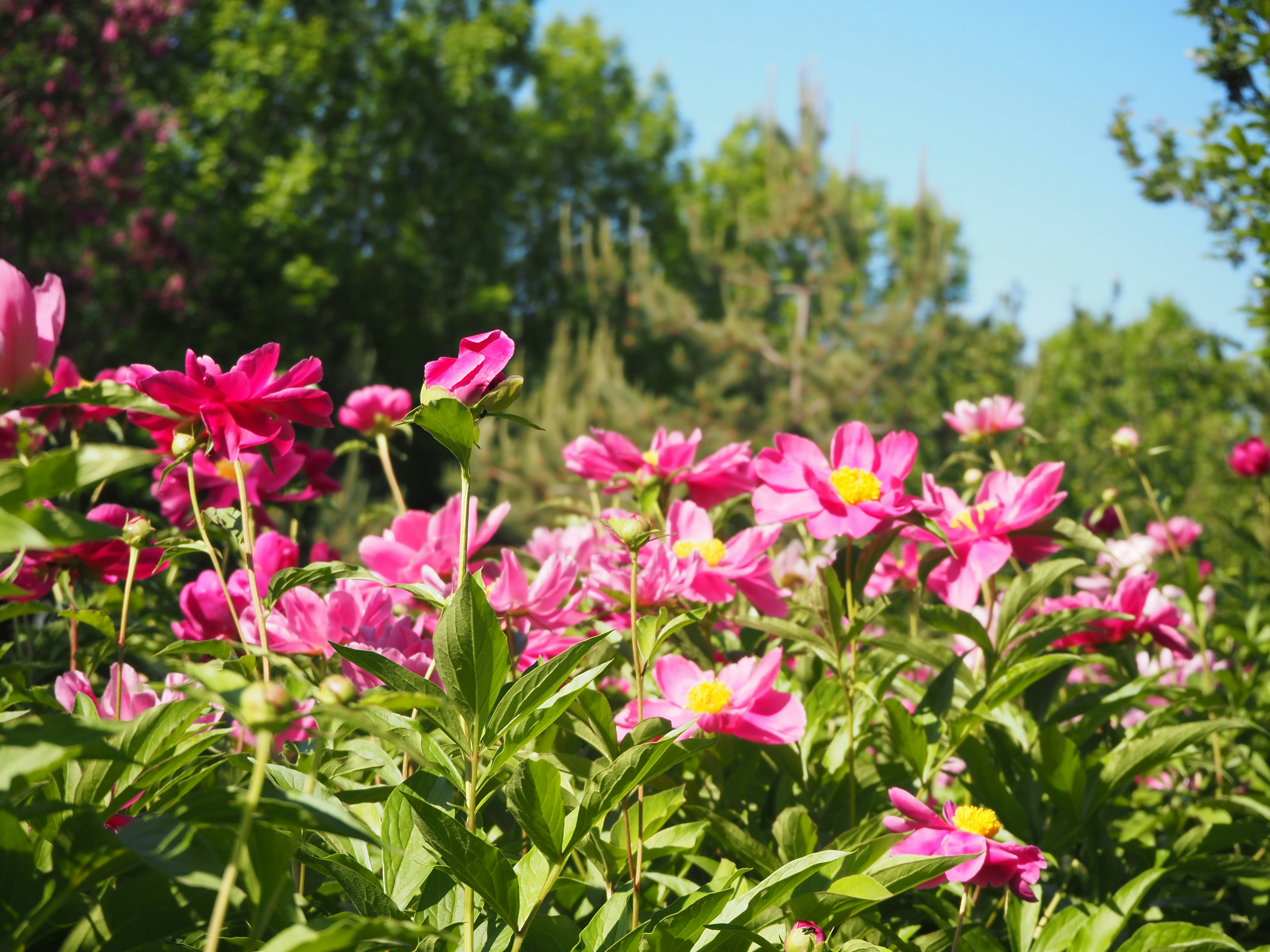 Pink bloom chorus: a sea of vibrant petals under a sunlit canopy