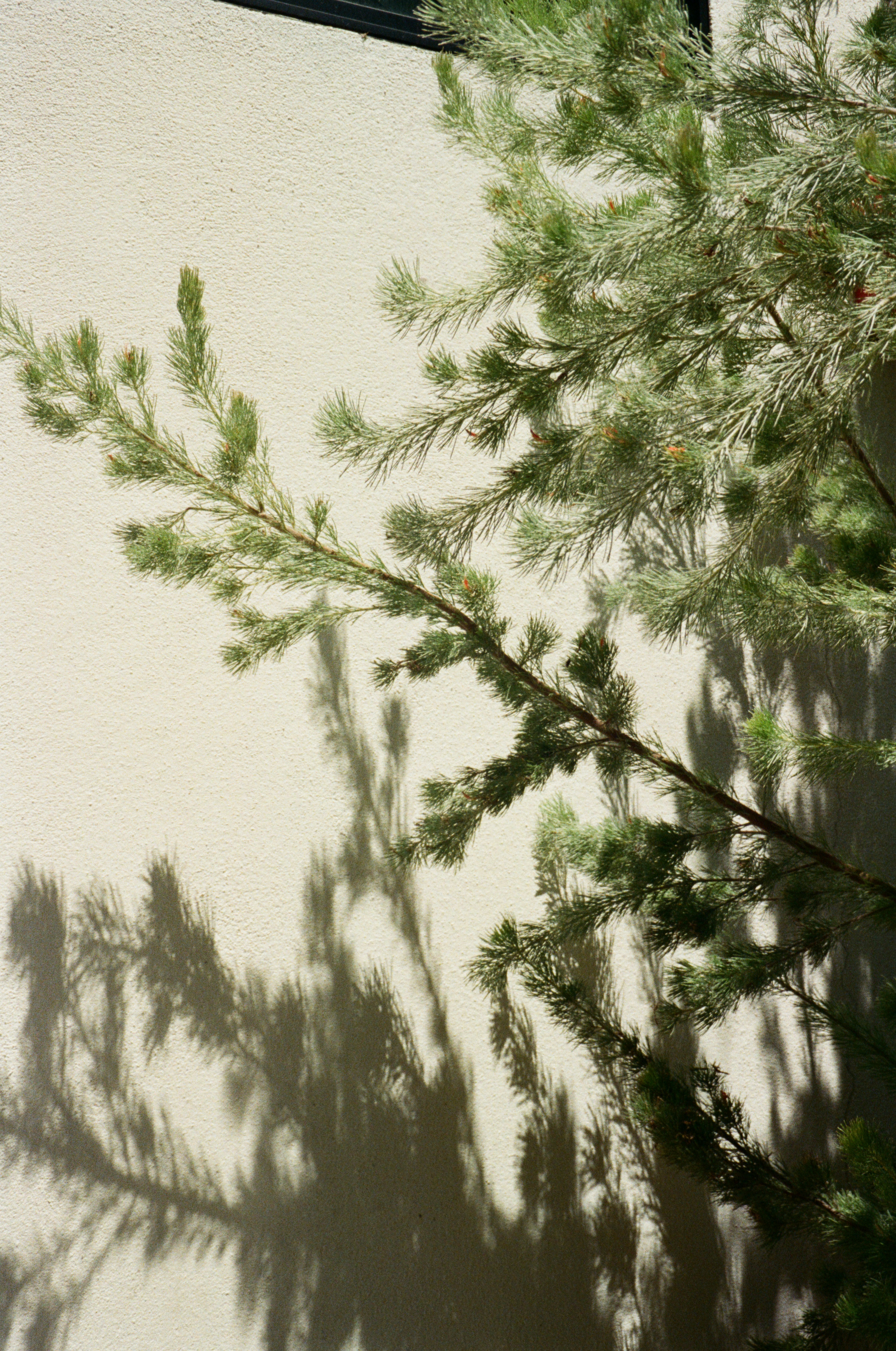 Green plant branch casting intricate shadows on a light wall
