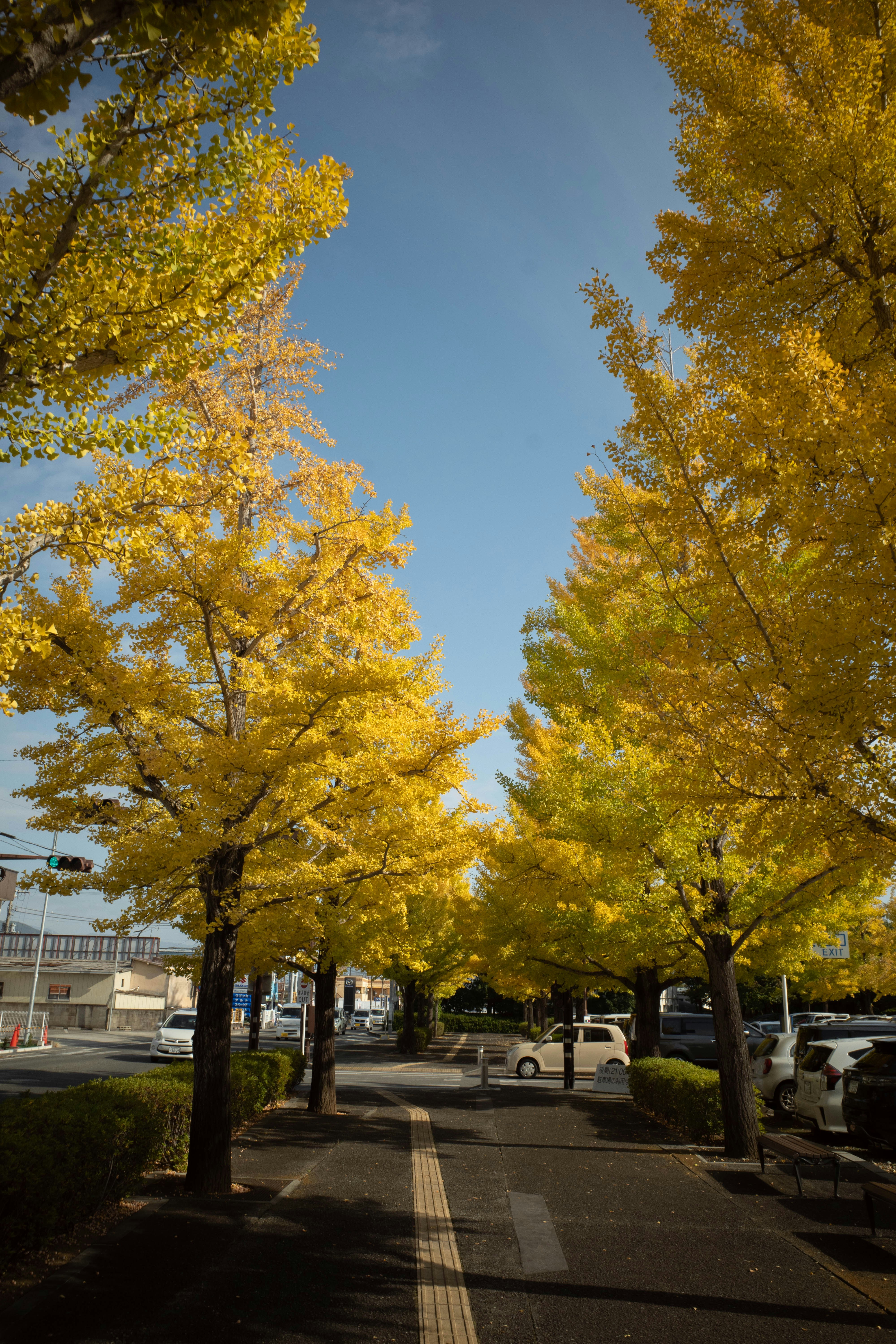 Golden Canopy Over a Quiet City Street