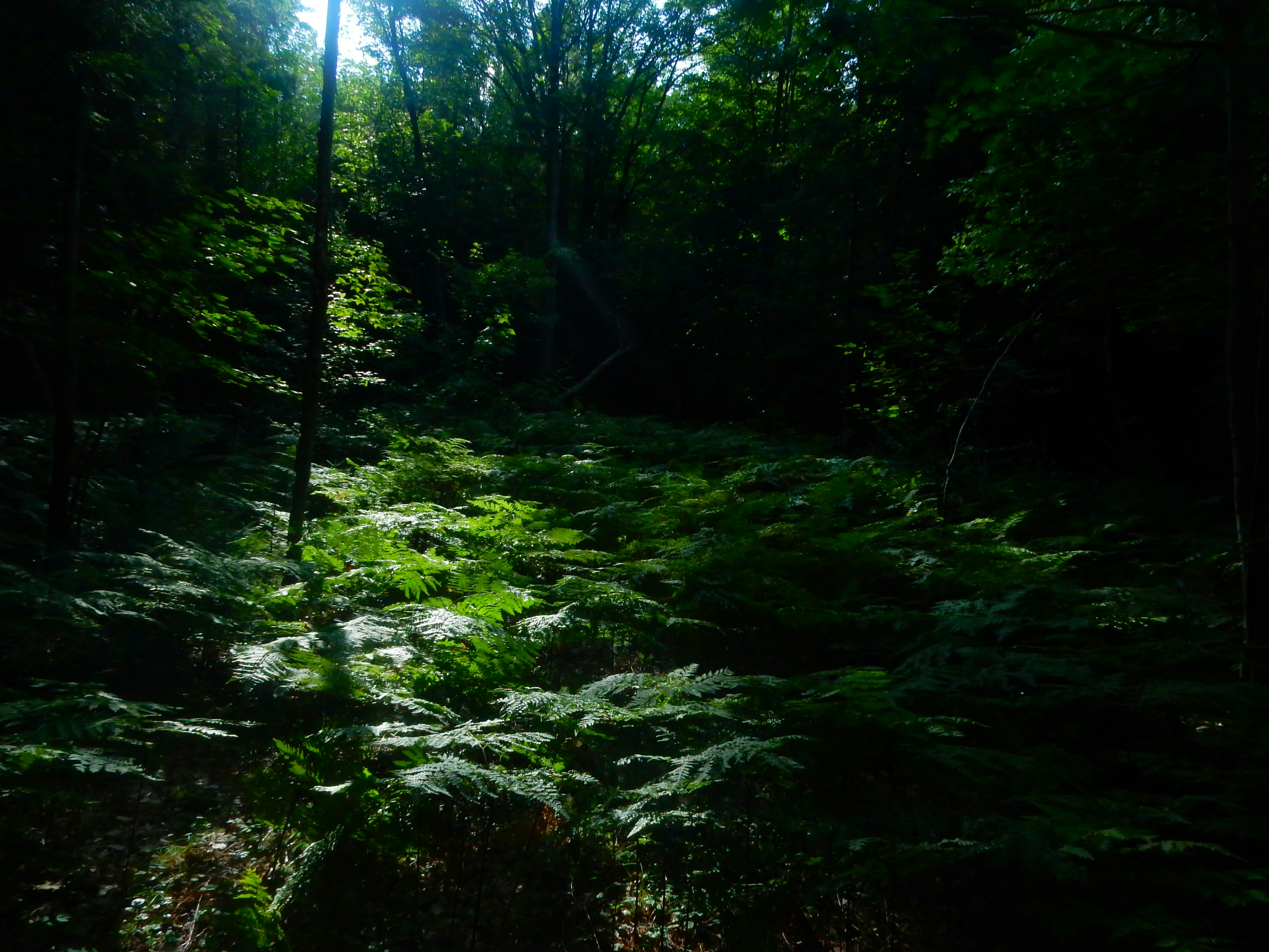 Moonlit Fern Grove Beyond the Veil of Shade