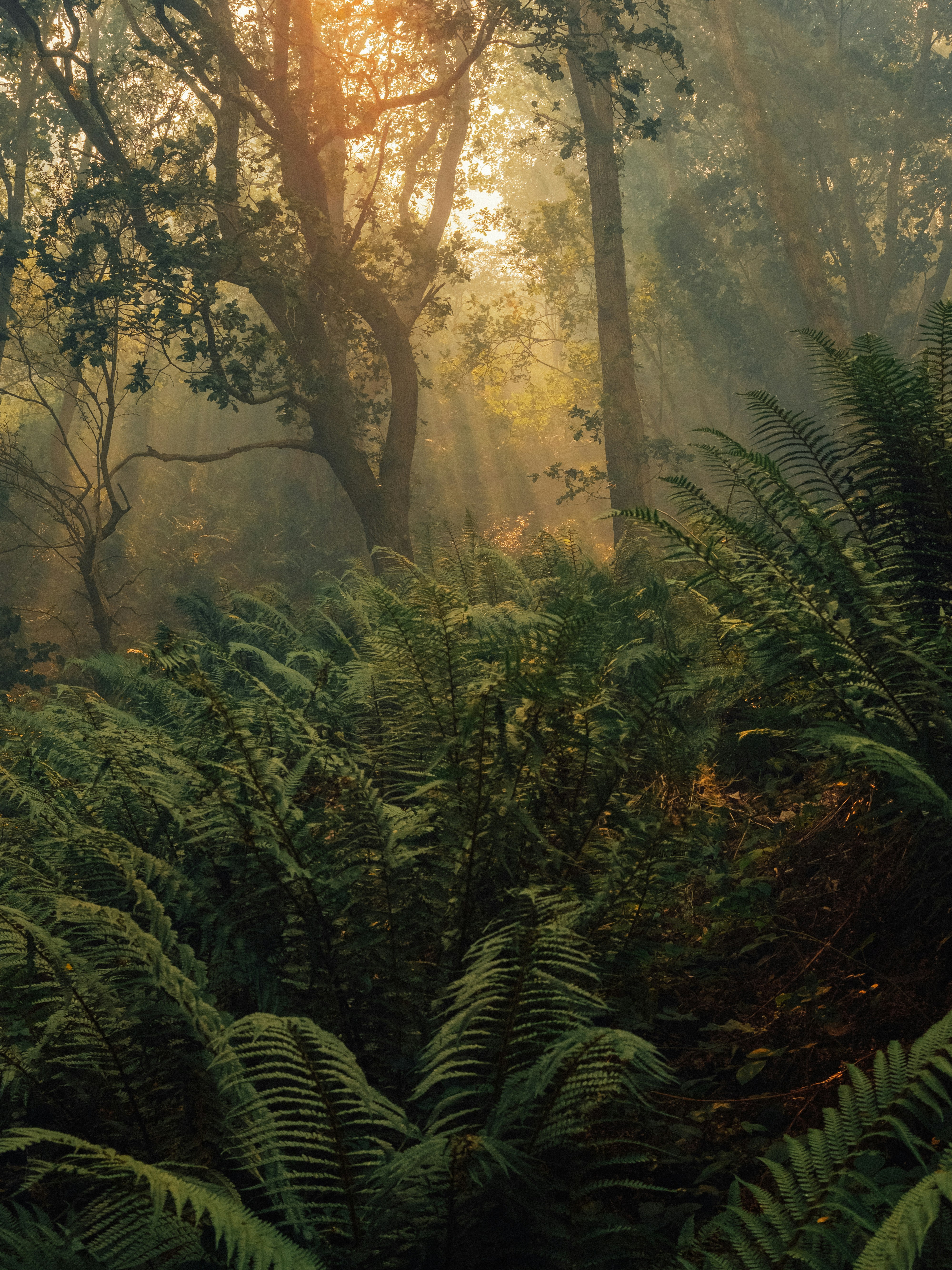 Golden Fern Thicket: Sunbeams Filter Through a Quiet Forest