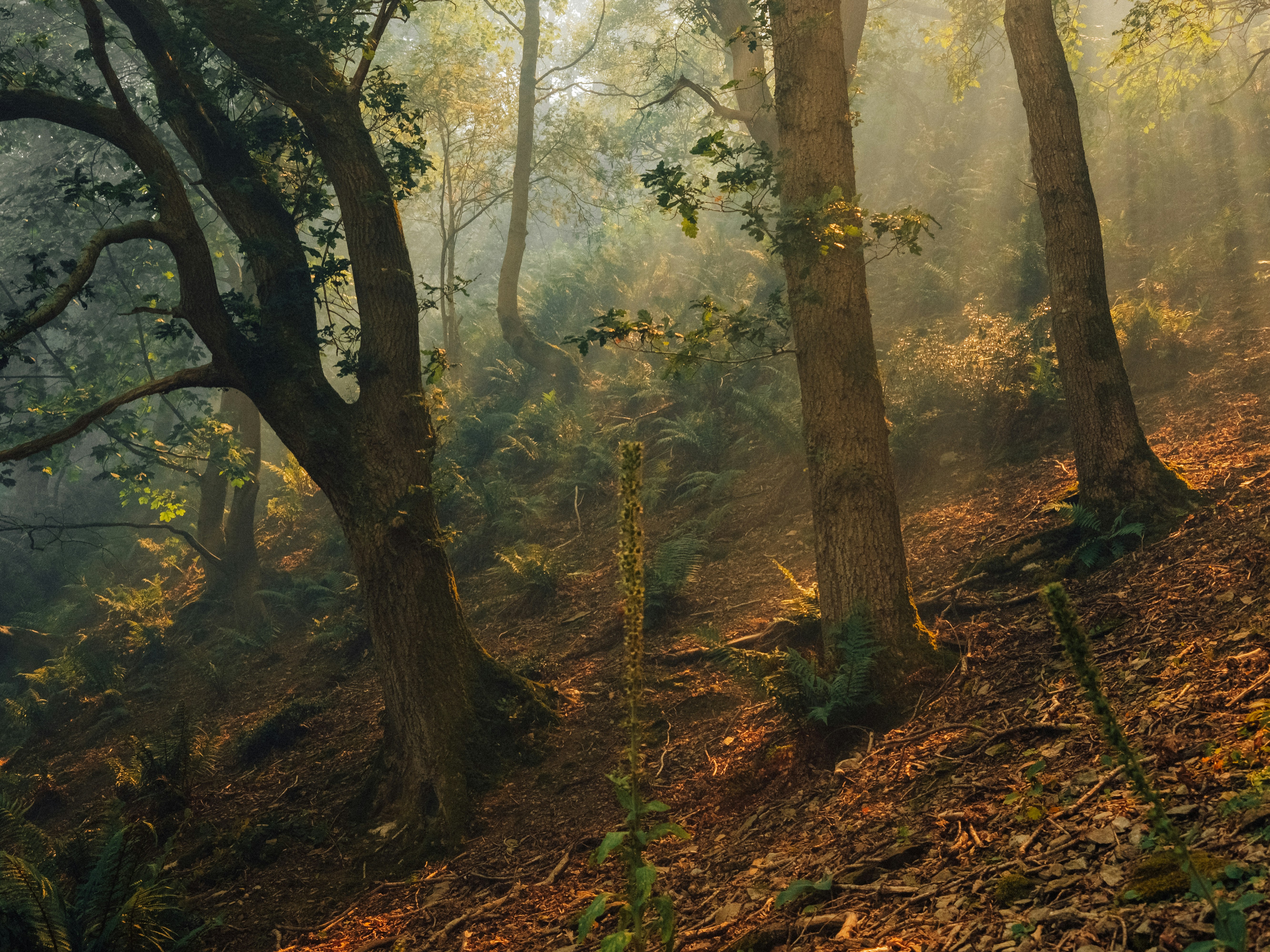 Sunlit misty forest with tall trees and leafy ground.