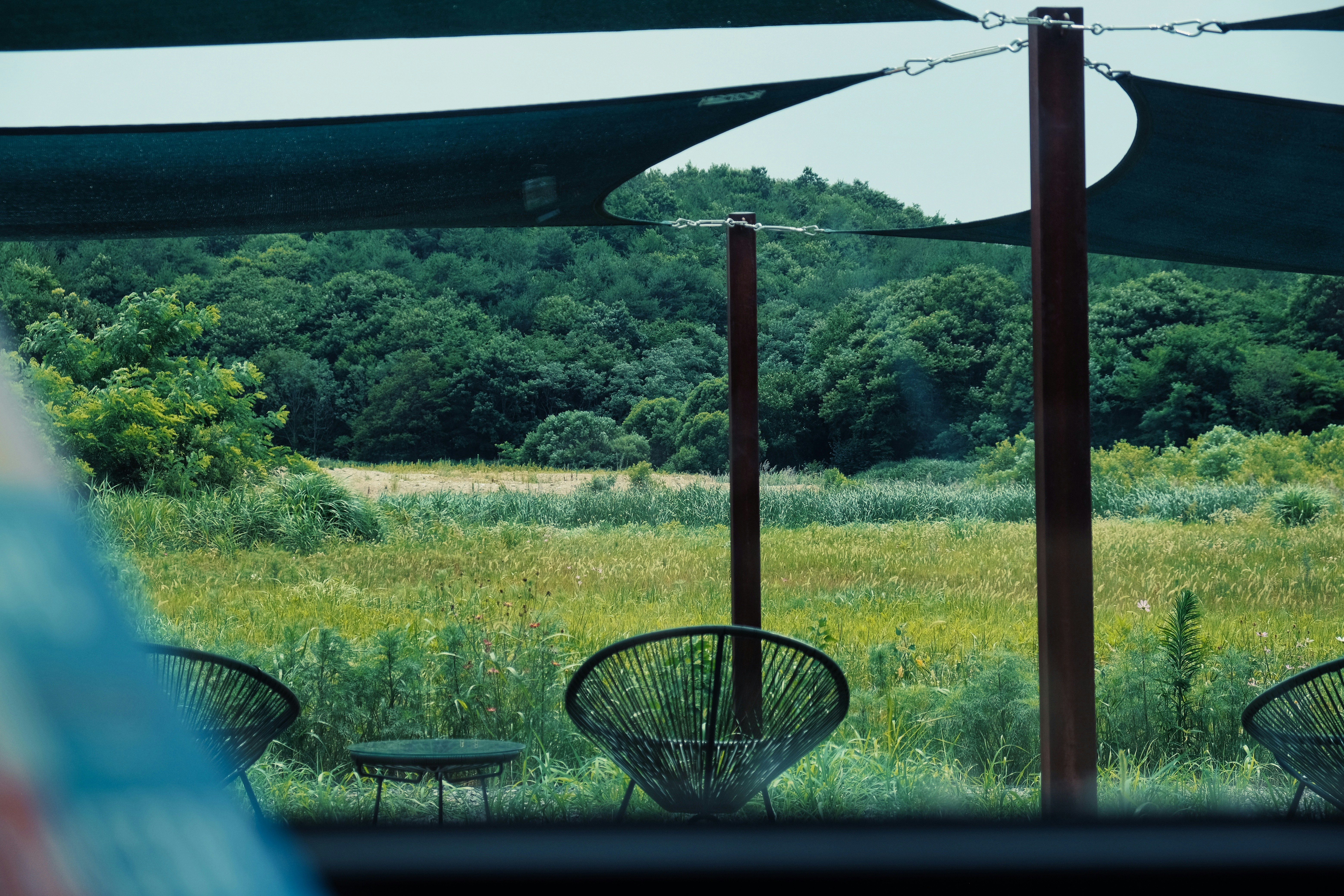 Hidden Oasis beneath the Canopy: A Quiet Field Under Shade