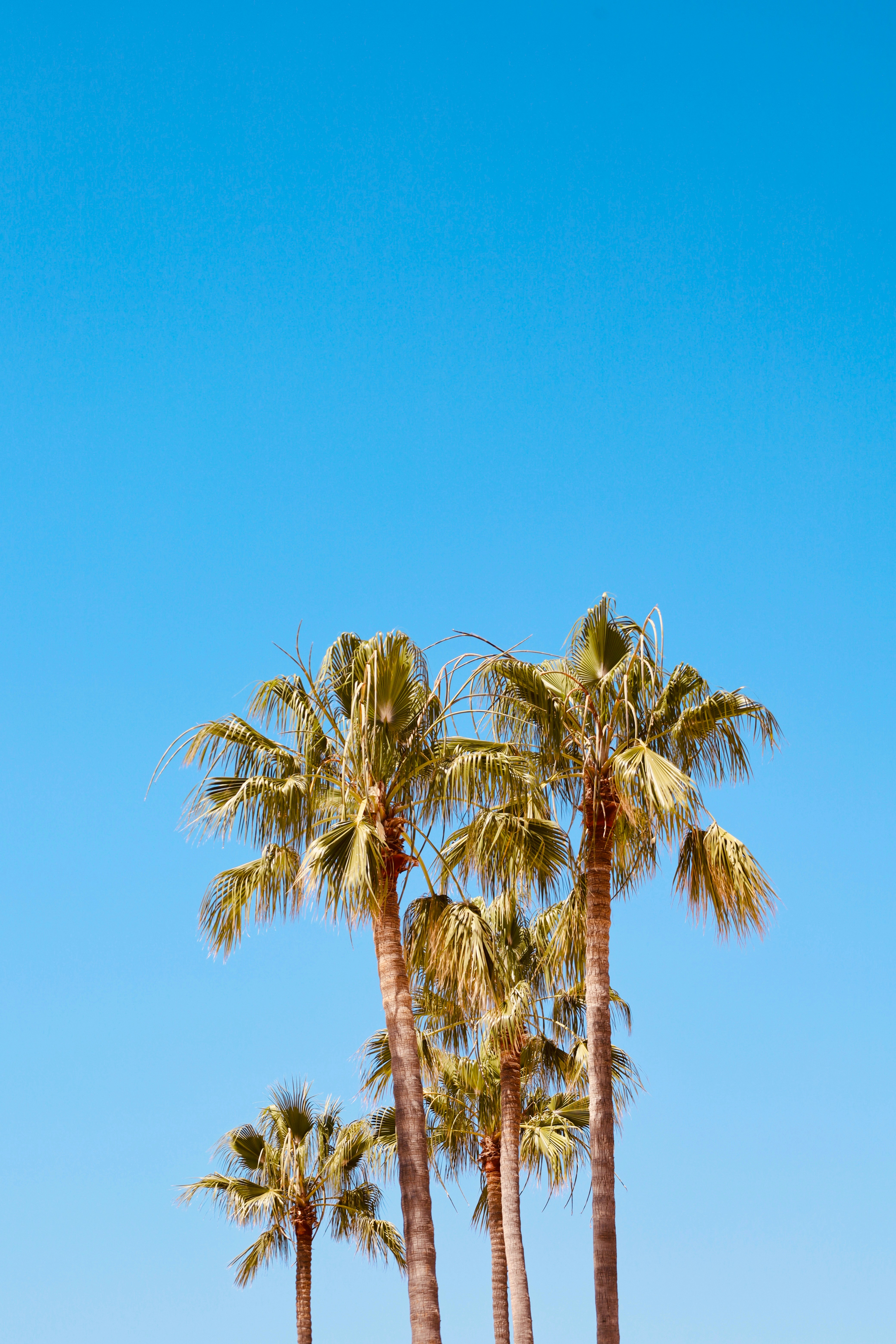 Palm Sentinels Under a Sunlit Cerulean Sky
