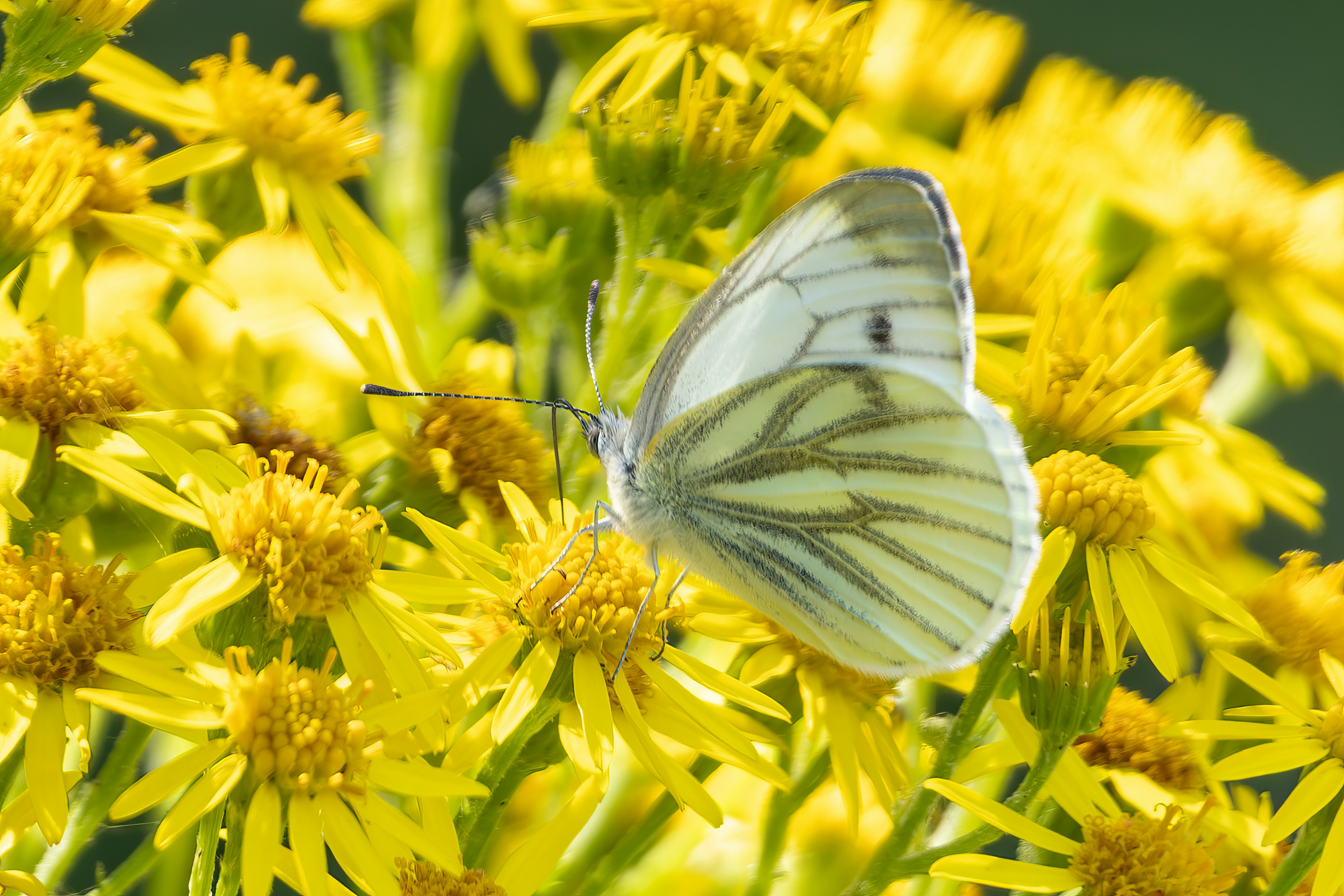 Zesty yellow bloom canopy hosts a delicate white butterfly
