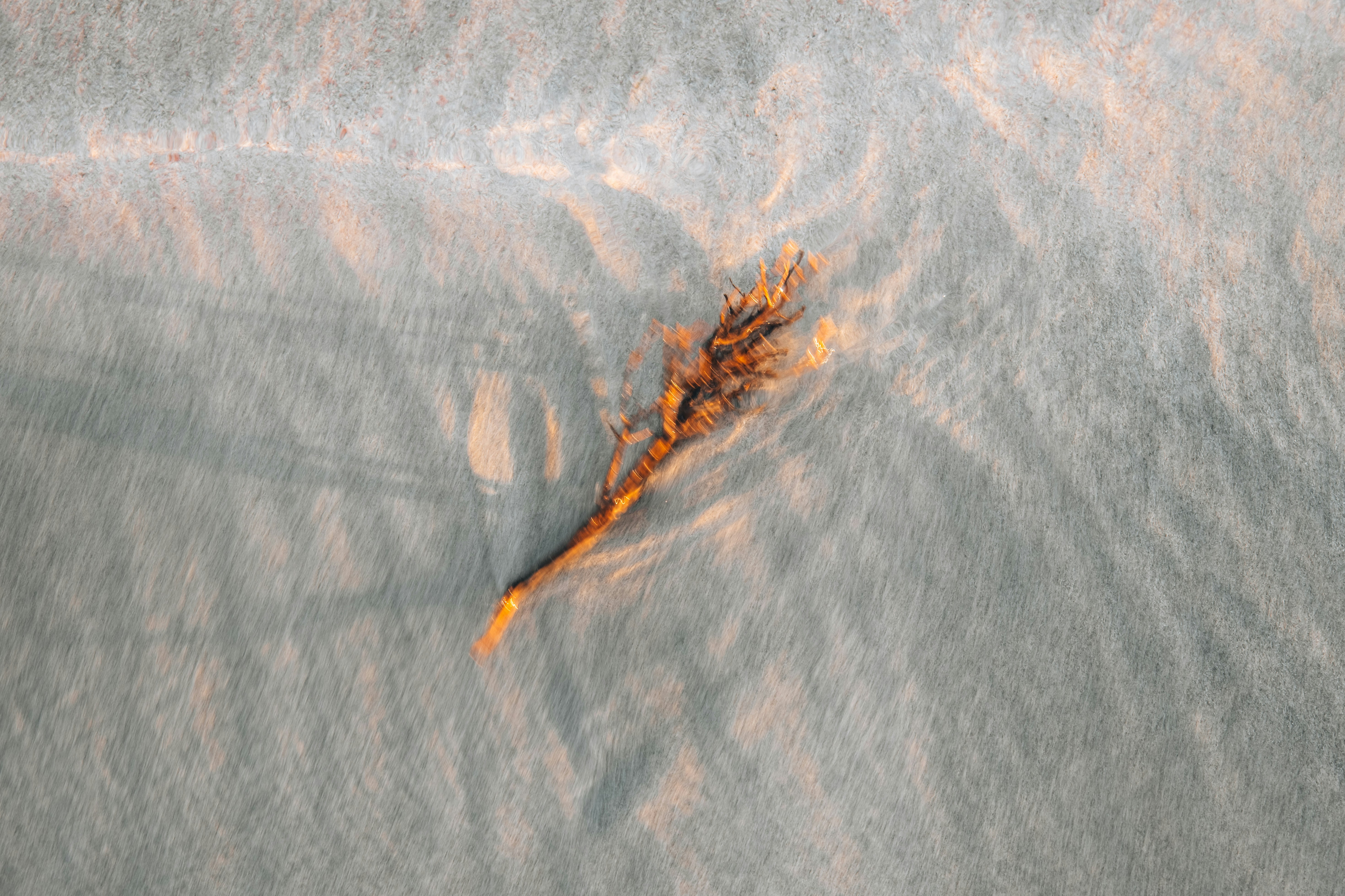 A solitary seedpod cast ashore on wind-warped sand