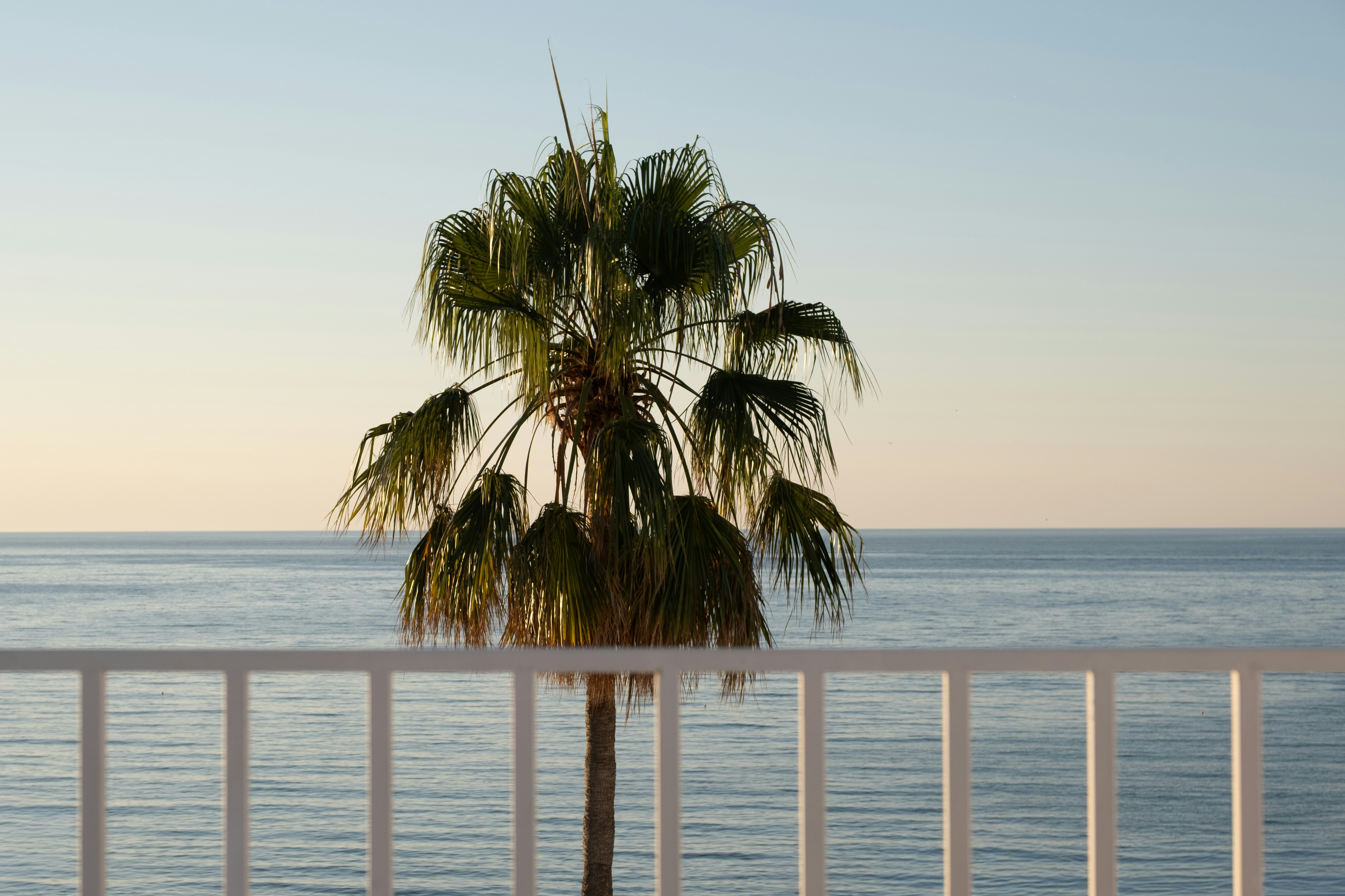 Palm on the Horizon: Quiet Seascape Through a Balcony Rail