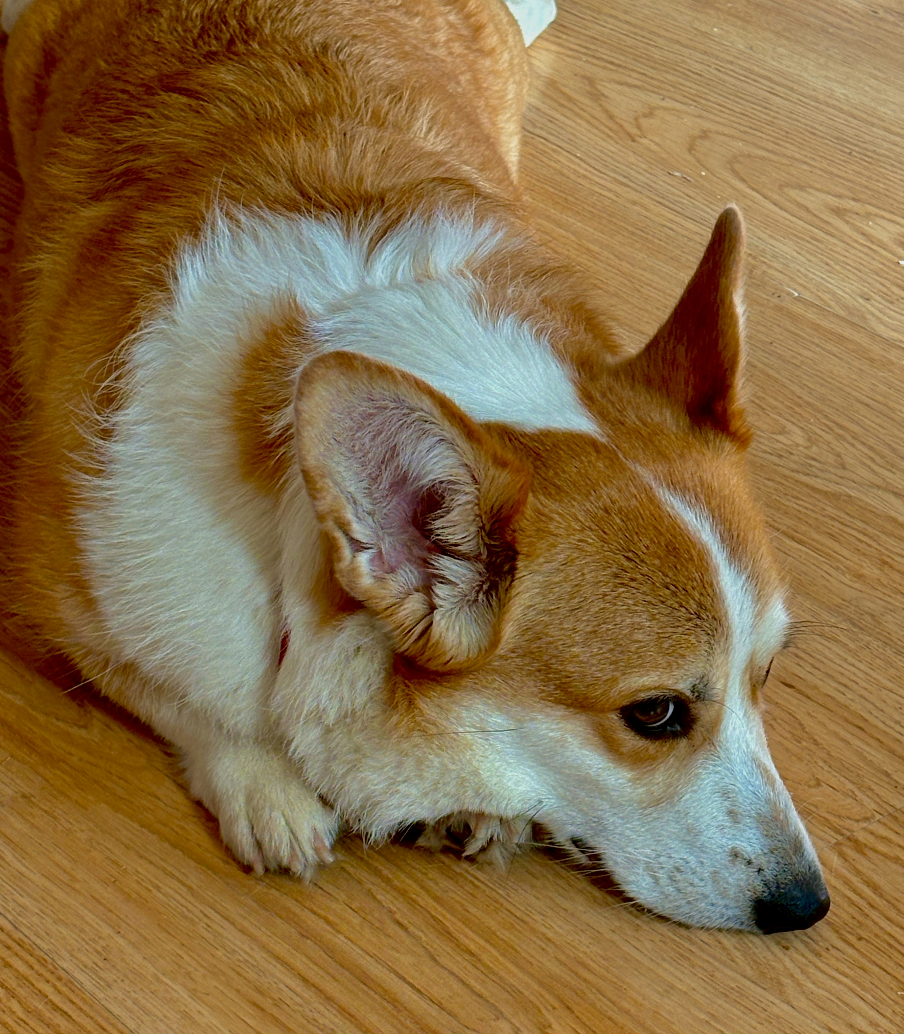 Low-View Portrait of a Lying Corgi on Sunlit Hardwood
