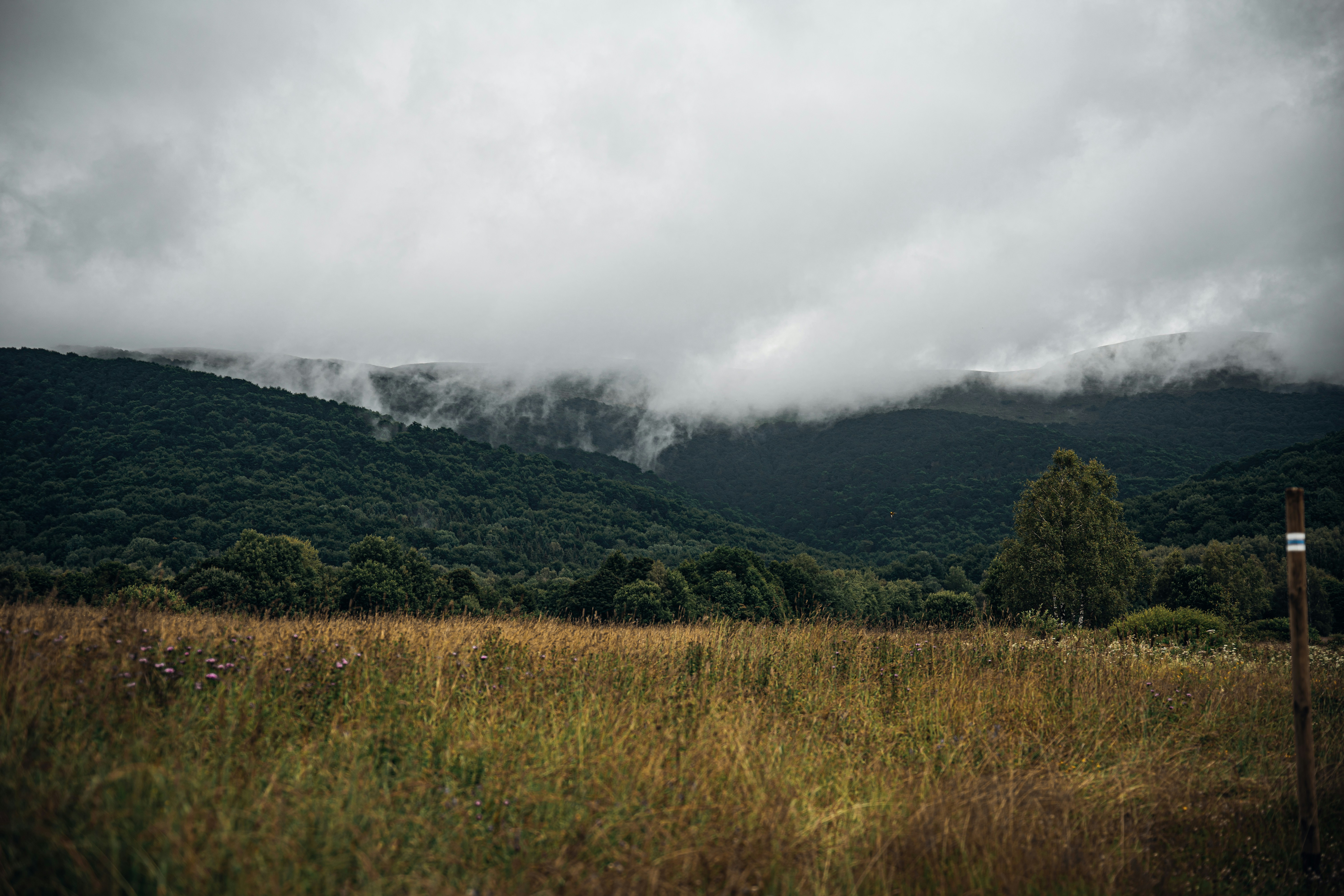 Low-Cloud Horizon Over Wildflower Meadow
