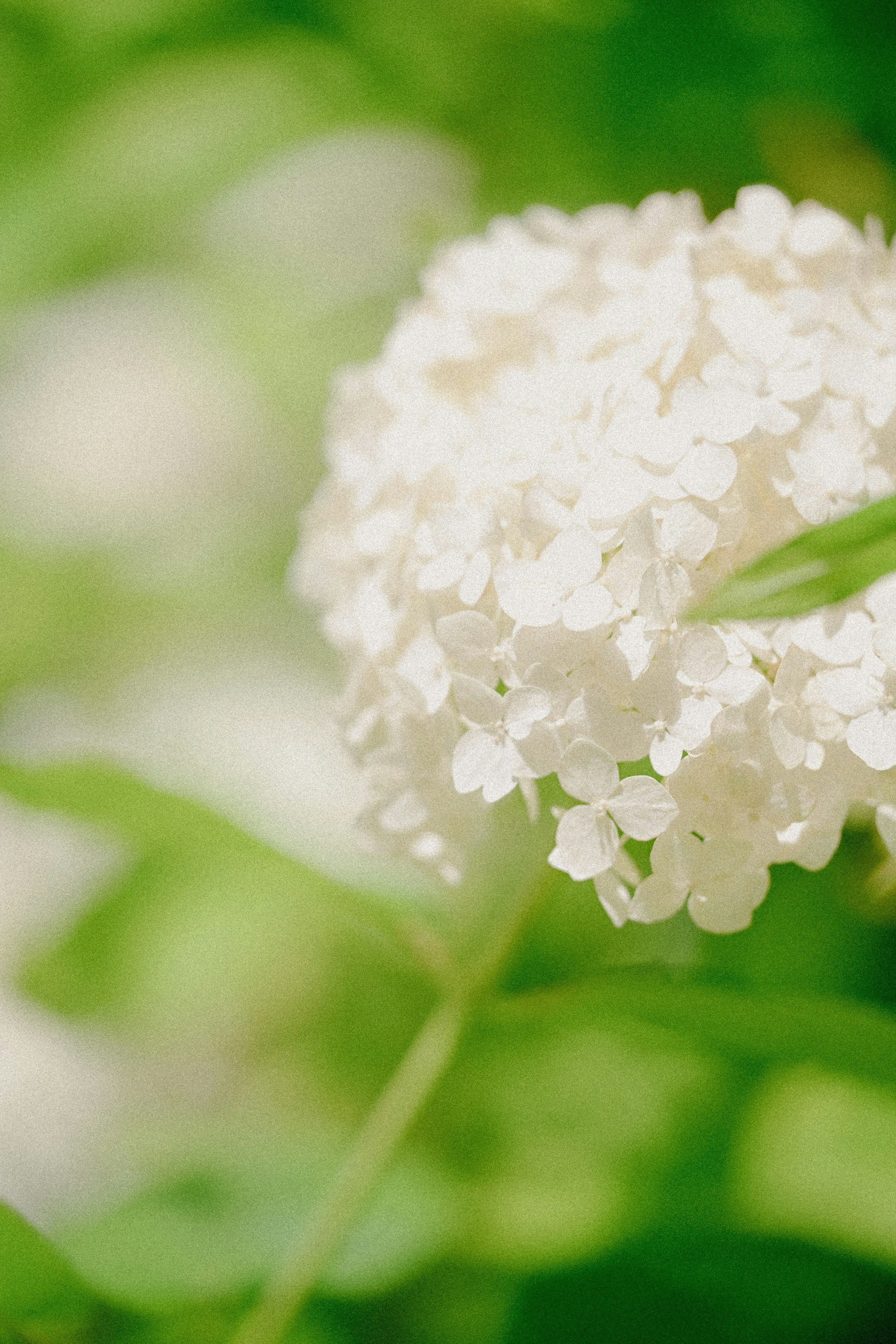 Soft Hydrangea Bloom in Gentle Backlight
