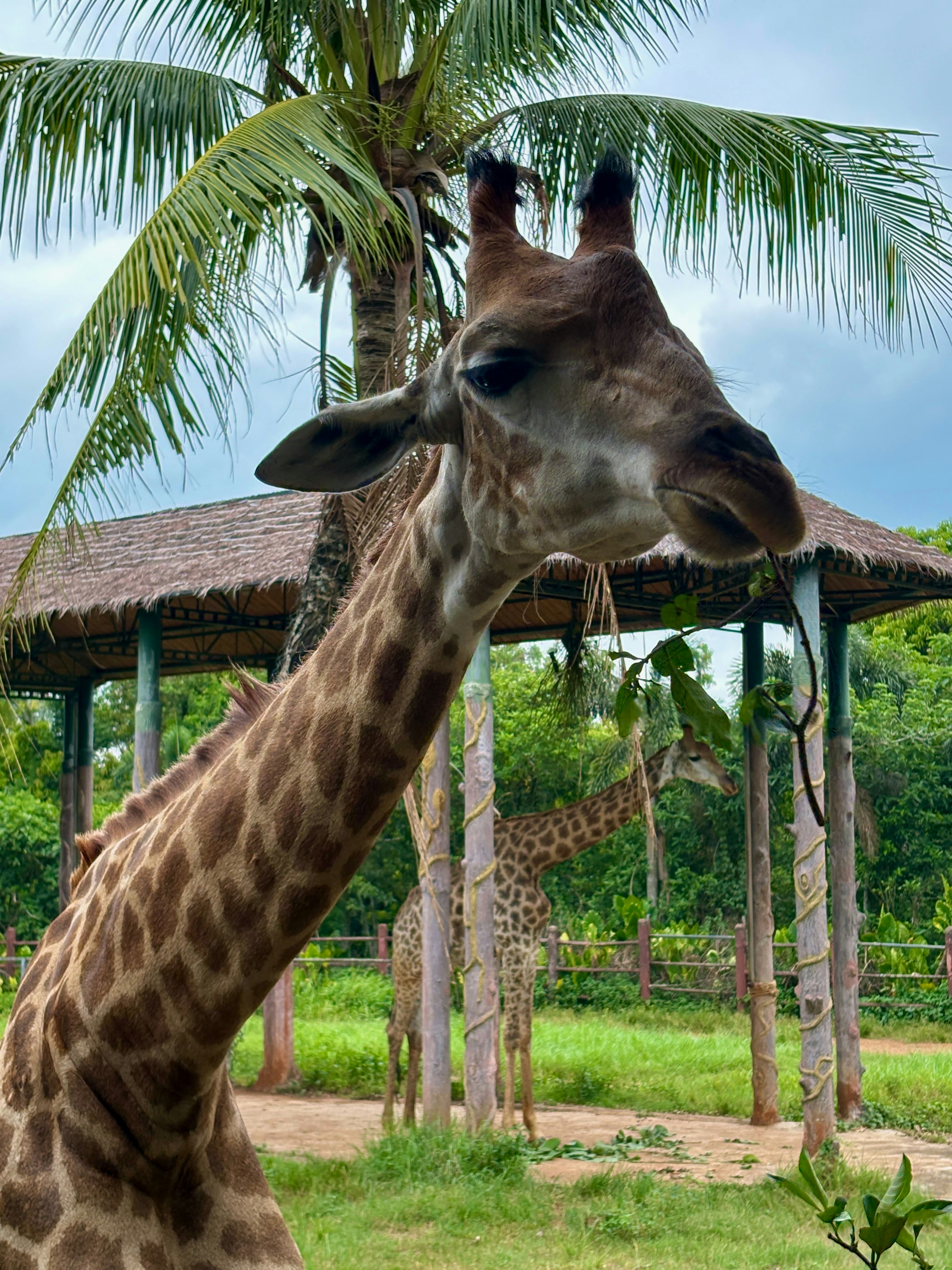 Giraffe Portrait at Dappled Lagoon
