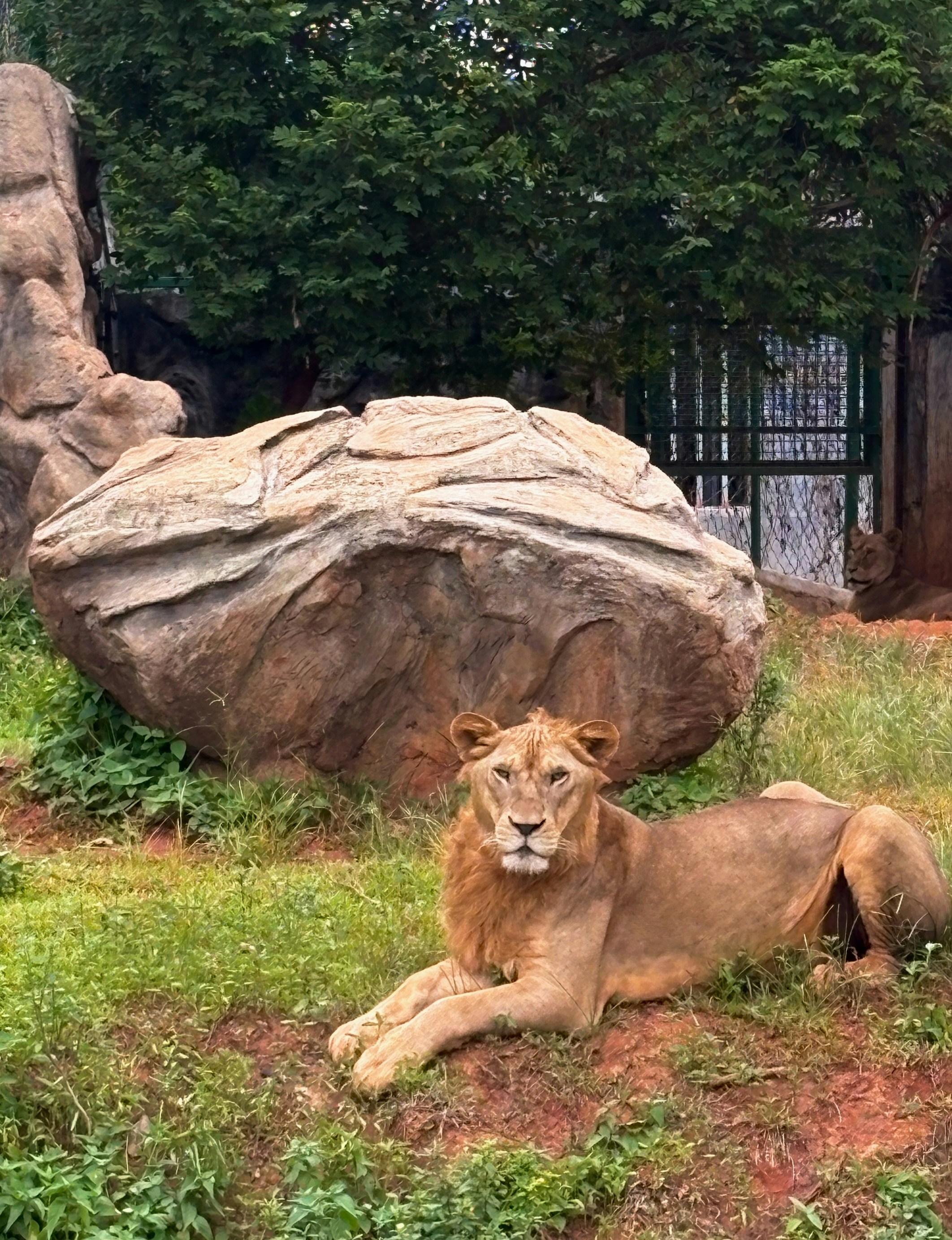 A majestic male lion lies resting on the ground at a safari park on Hainan Island, China. The lion looks directly into the camera with a calm yet powerful gaze, while a large rock sits beside it. The scene captures the regal and intimidating presence of the king of the jungle in a tranquil outdoor setting.
