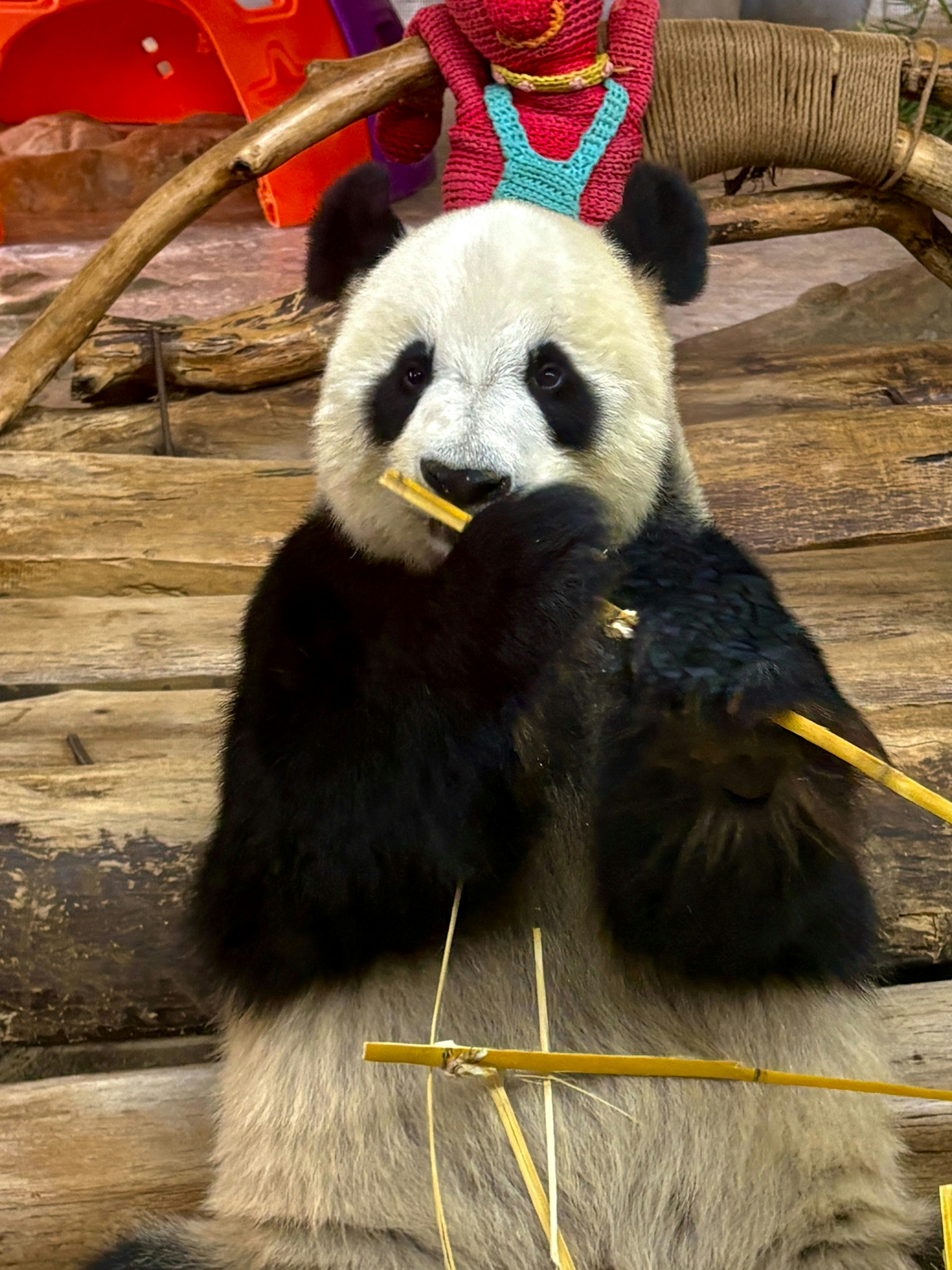 Panda Pup Judge of Bamboo Sticks