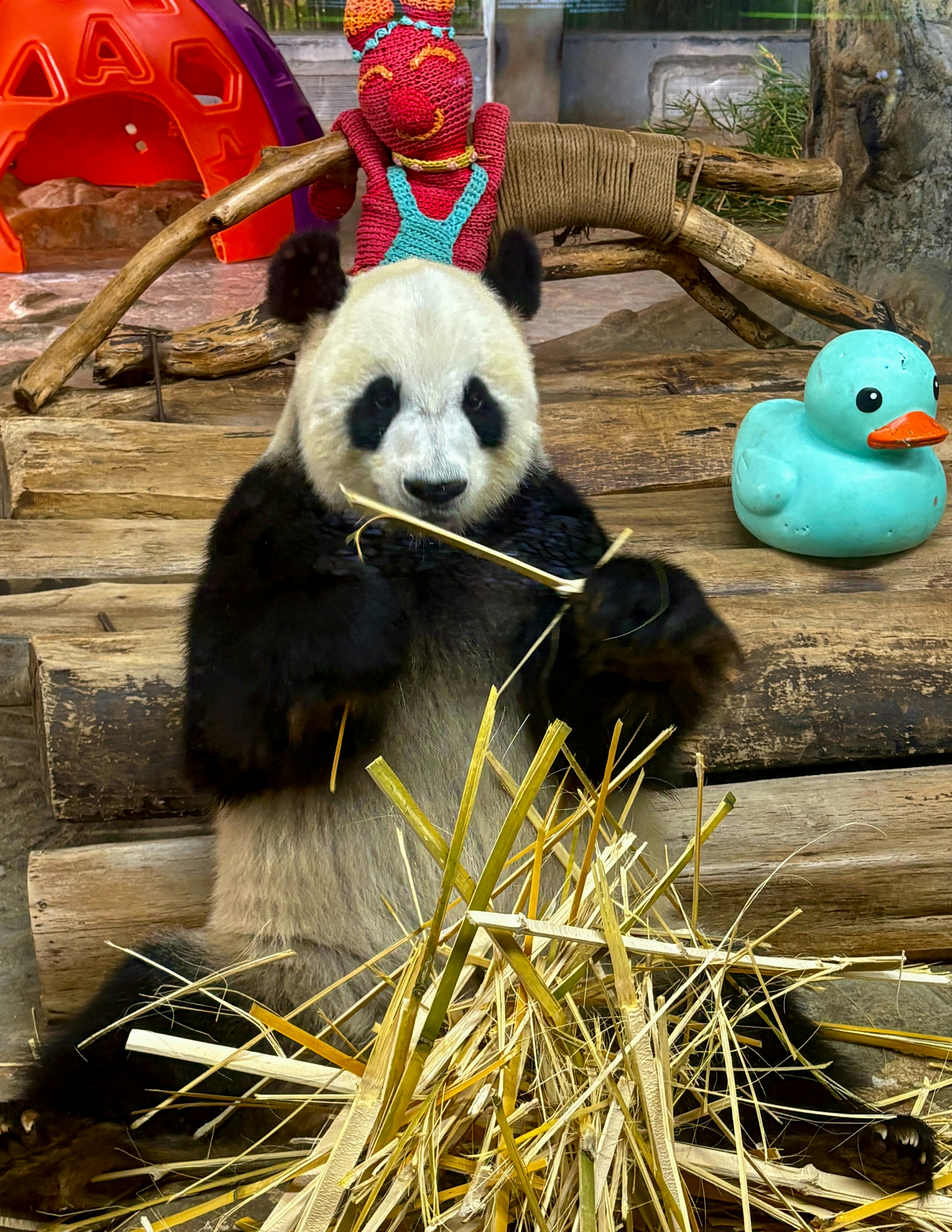 Panda at Play: Straw Whispers and Rubber Duck Companion