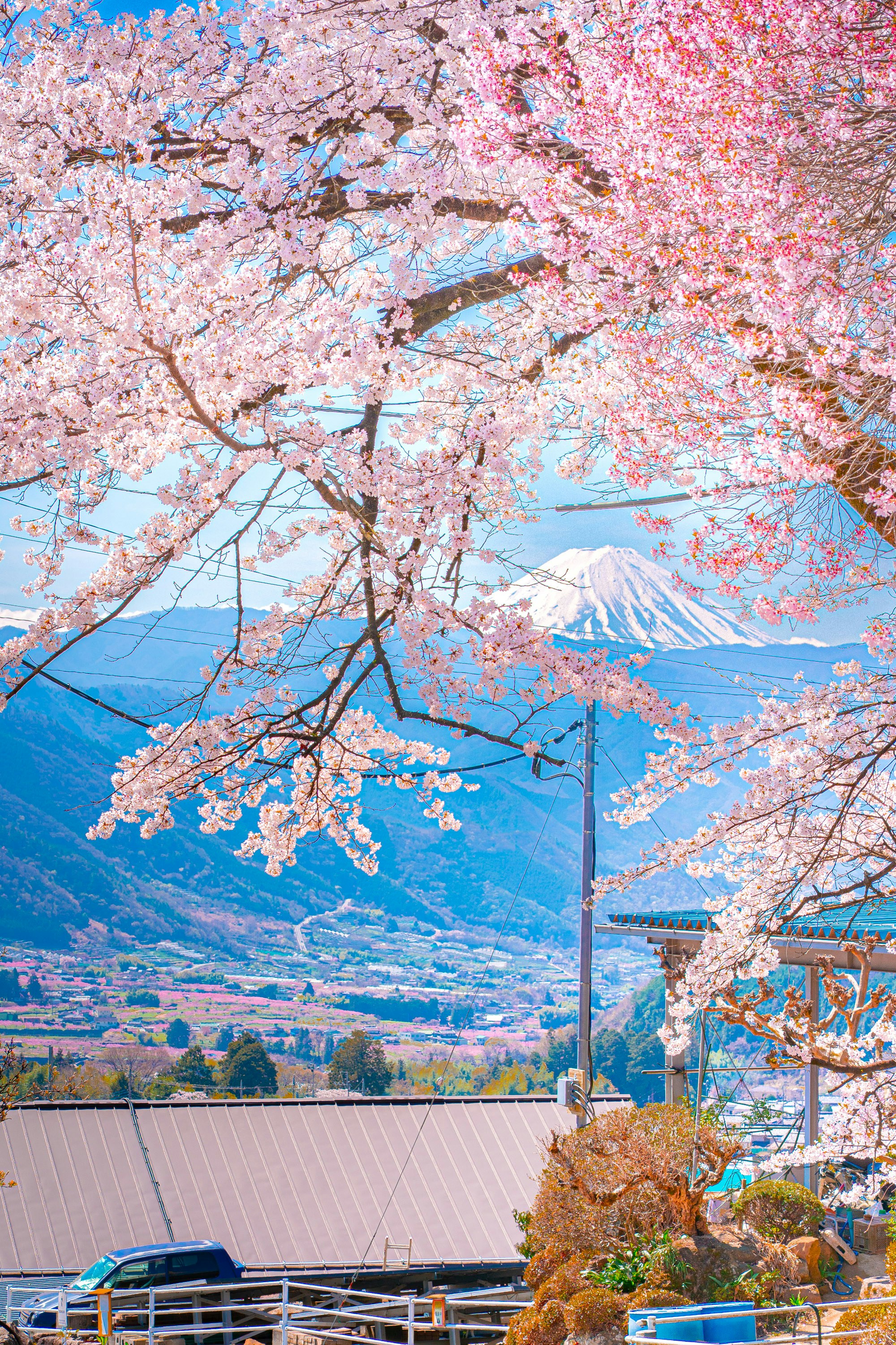 Blossoms Framing Mount Fuji: A Spring Panorama