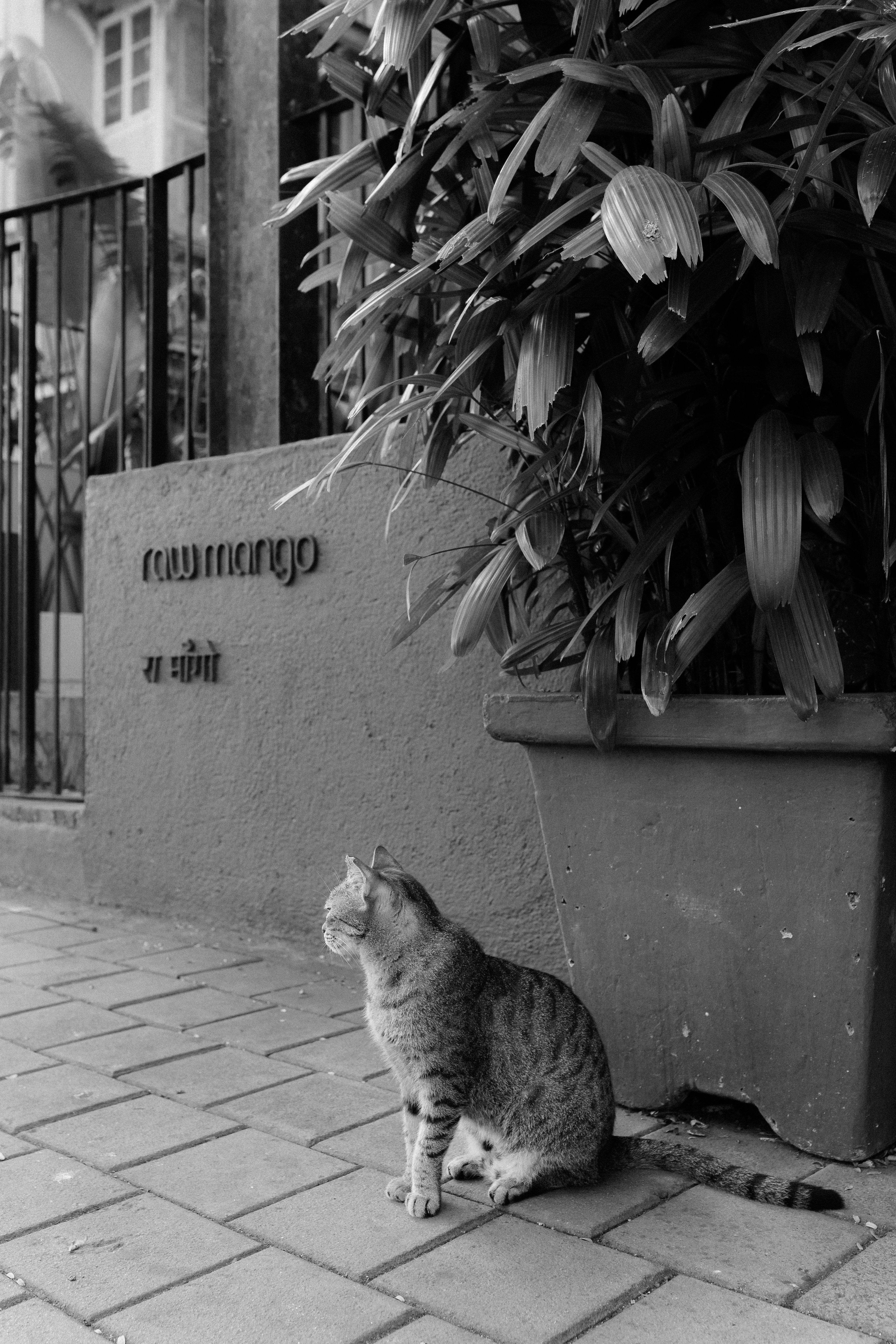 Curious Cat by the Terrace: Quiet Urban Moment