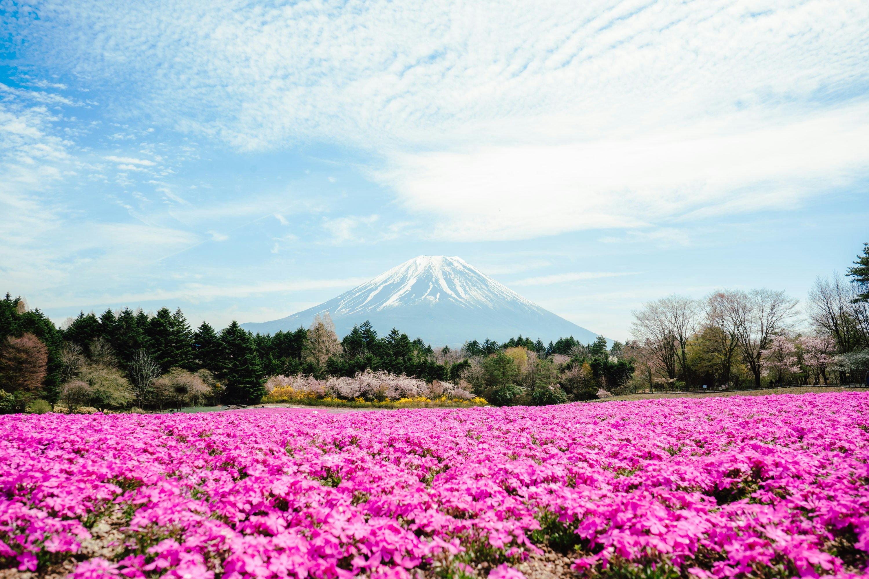 Mt. Fuji Over a Sea of Pink Greenery