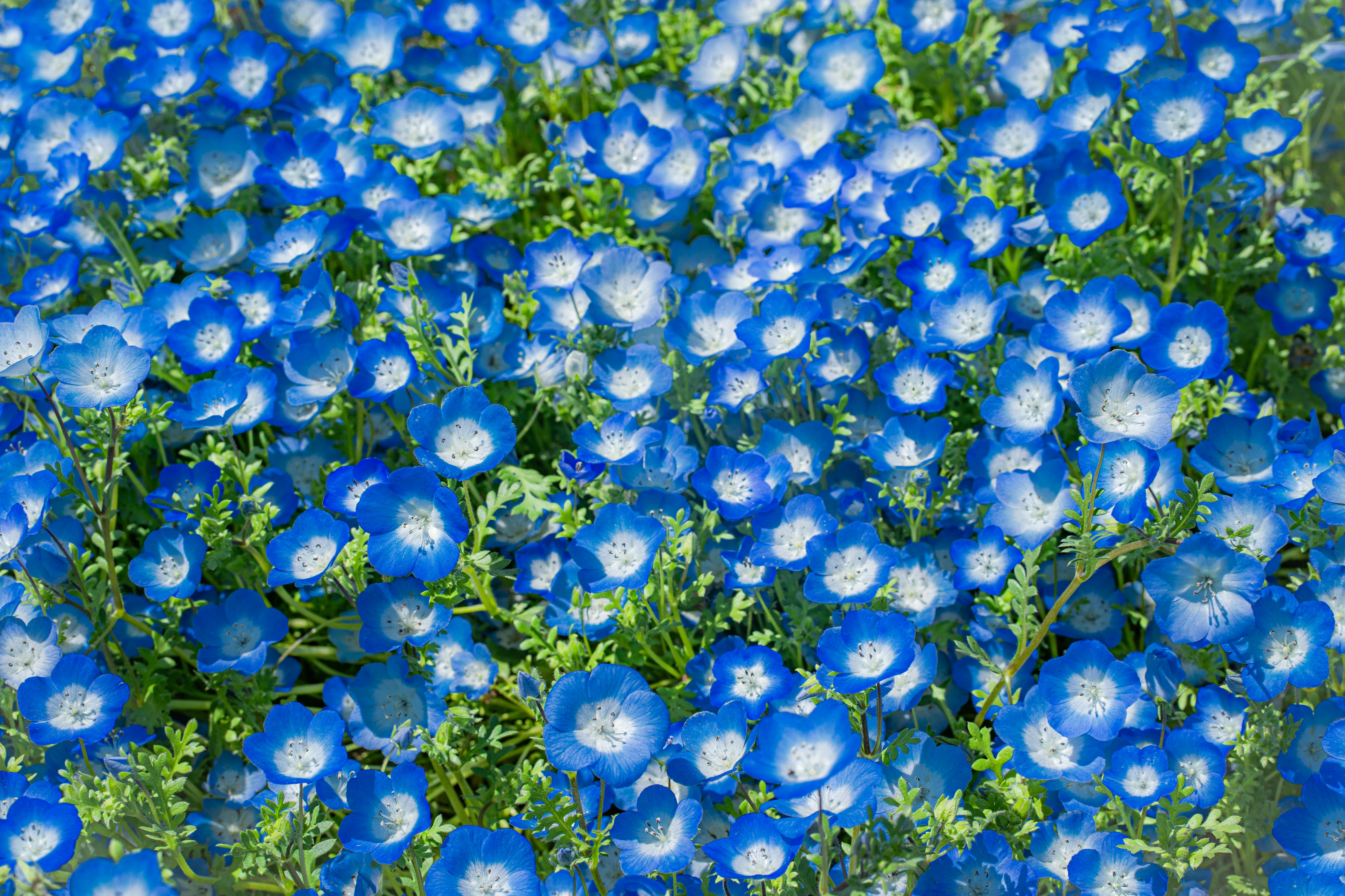 Nemophila ネモフィラ