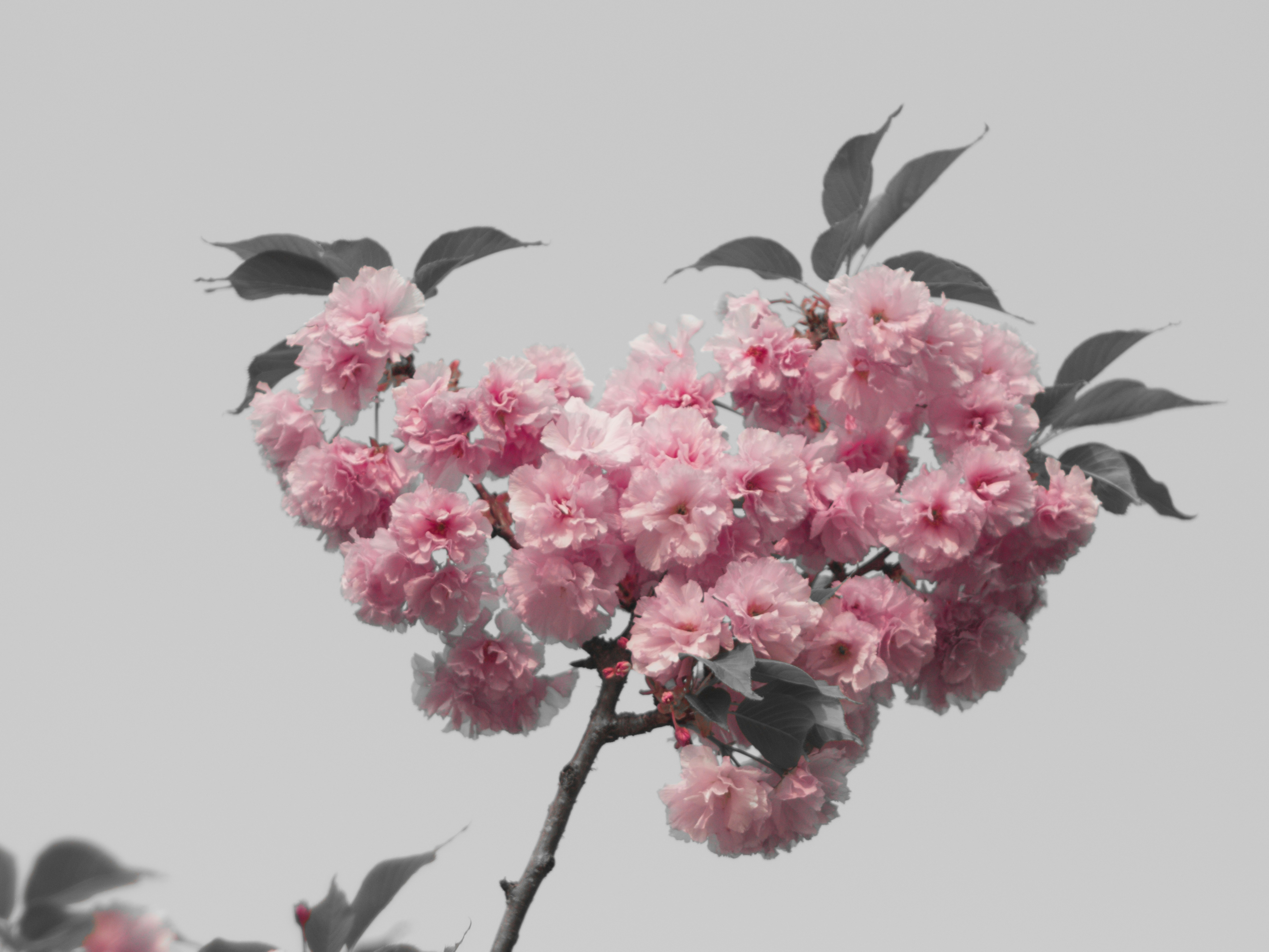 Blooming Pink: A Soft-Focused Sakura Cluster Against Pale Backdrop
