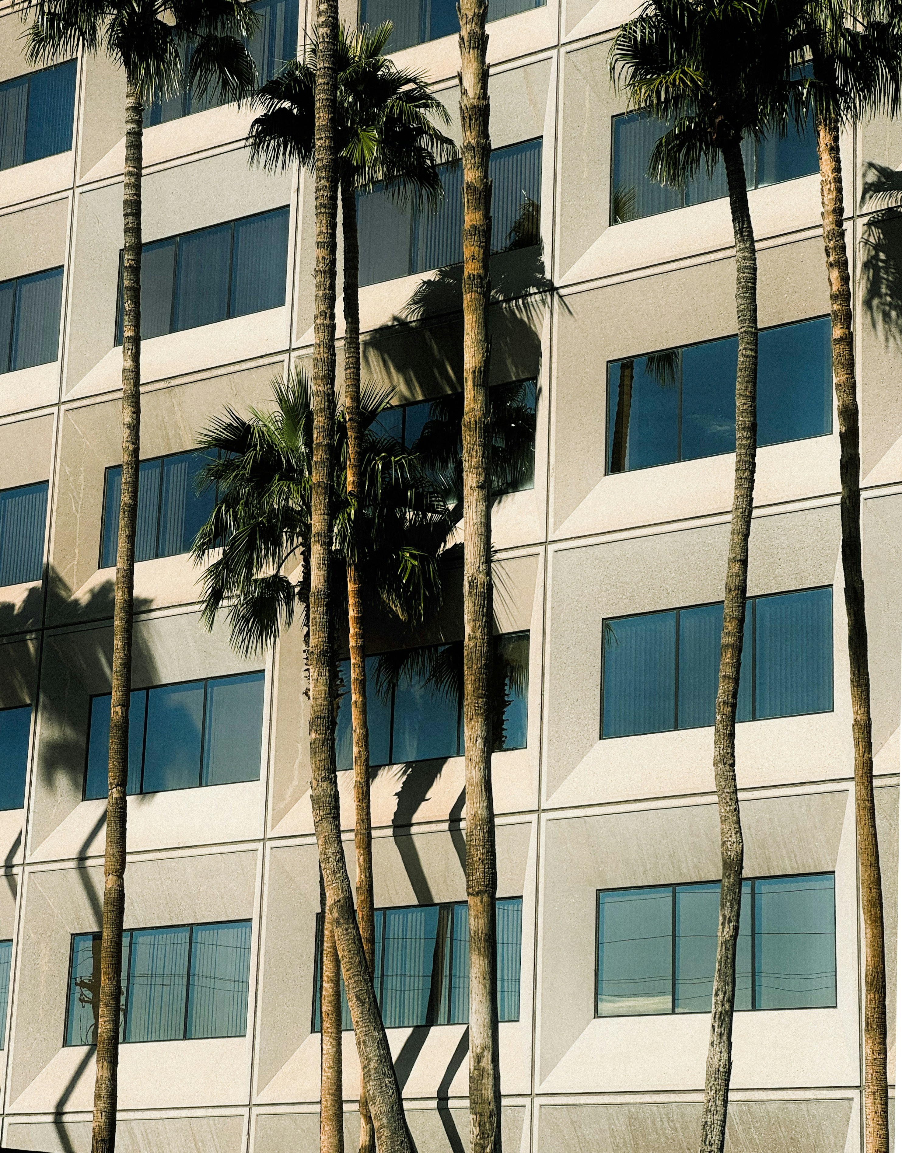 Palm Shadows on a Modern Facade: Vertical Strands Meet Repeating Geometry