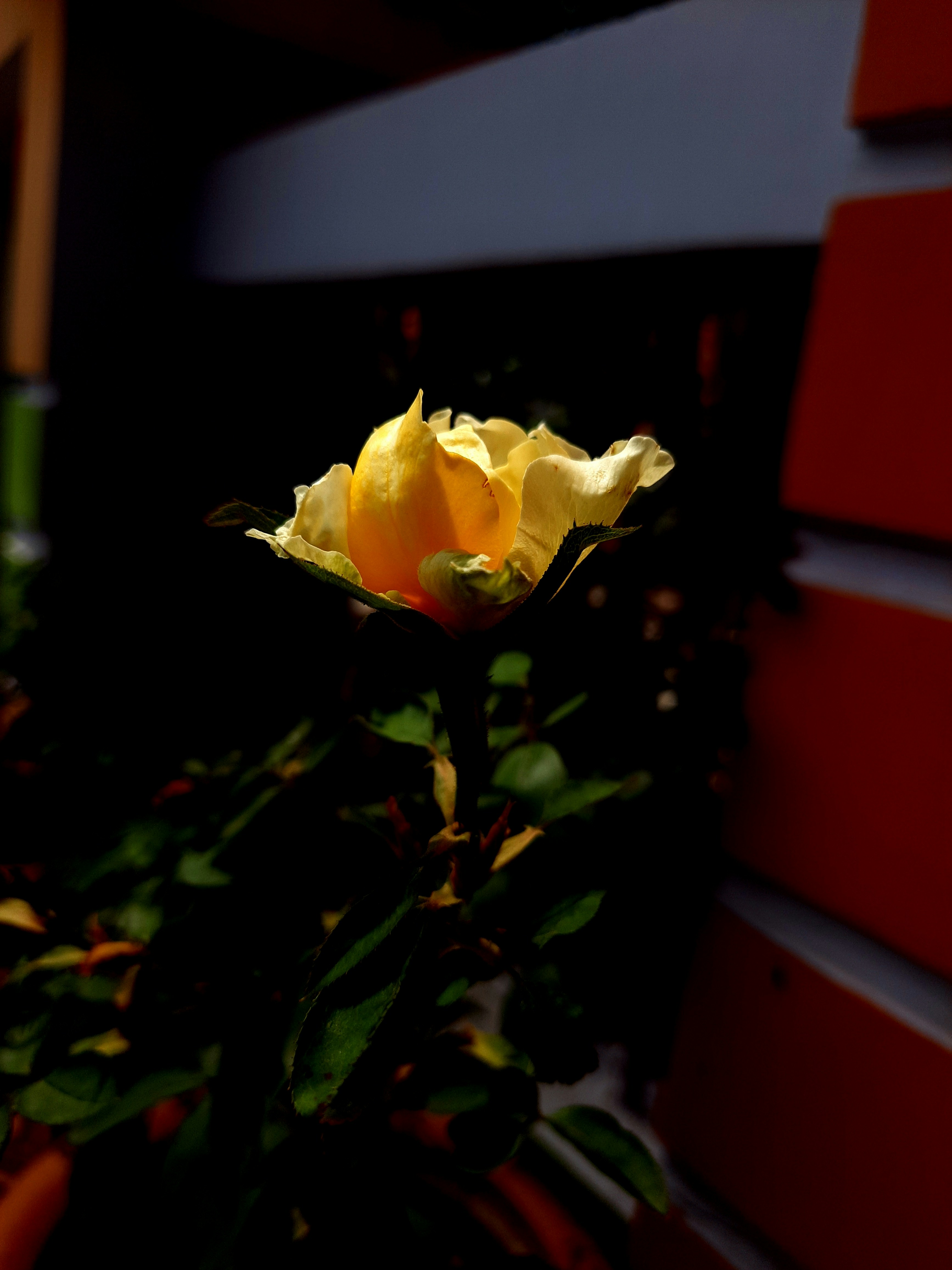 A lone yellow rose blooms in a dim, shadowy setting beside a brick wall; the flower is the focal point amid dark foliage and soft background blur.