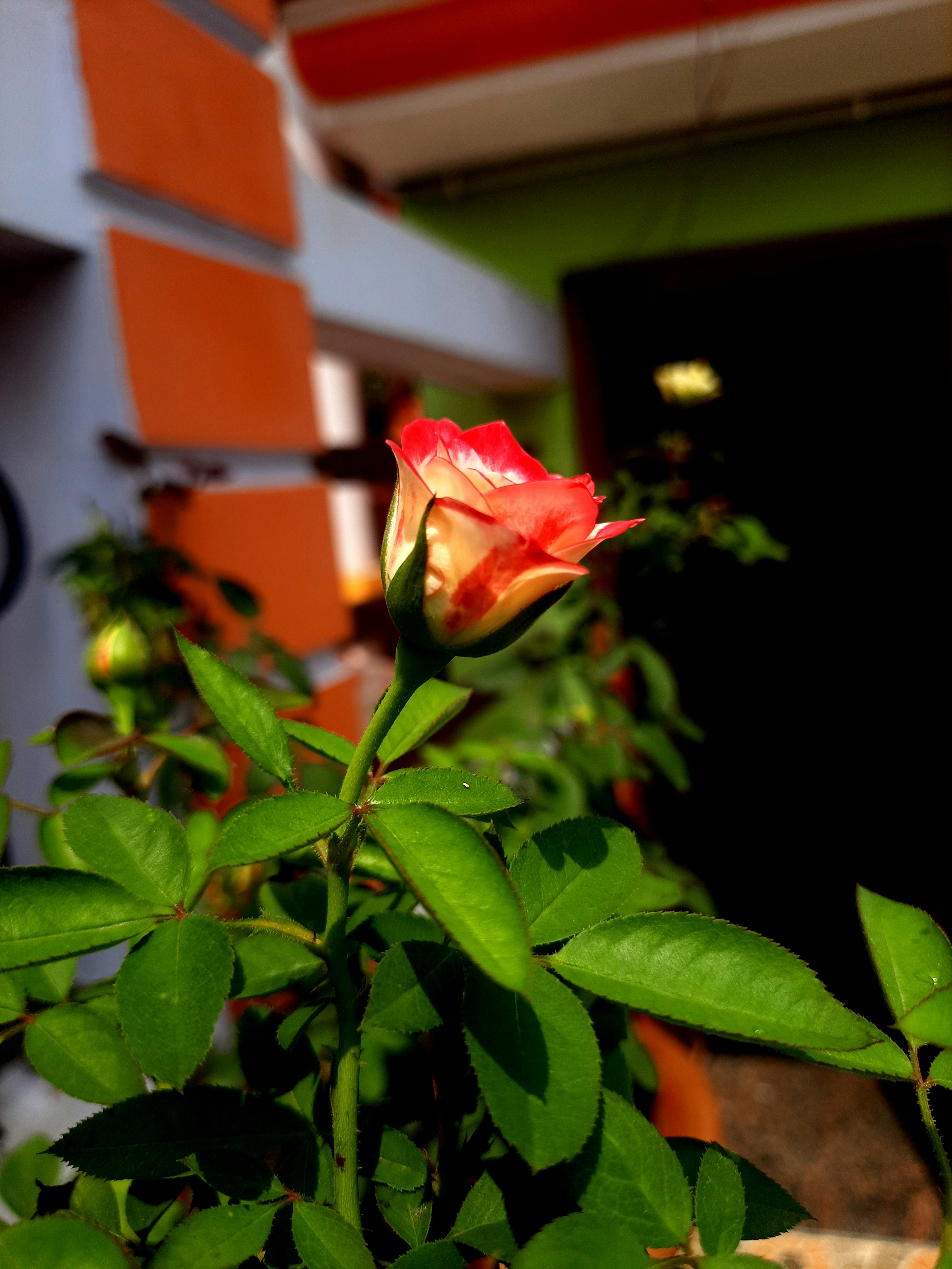 Emerald Rose: A Bud of Promise Amid a Colorful Facade