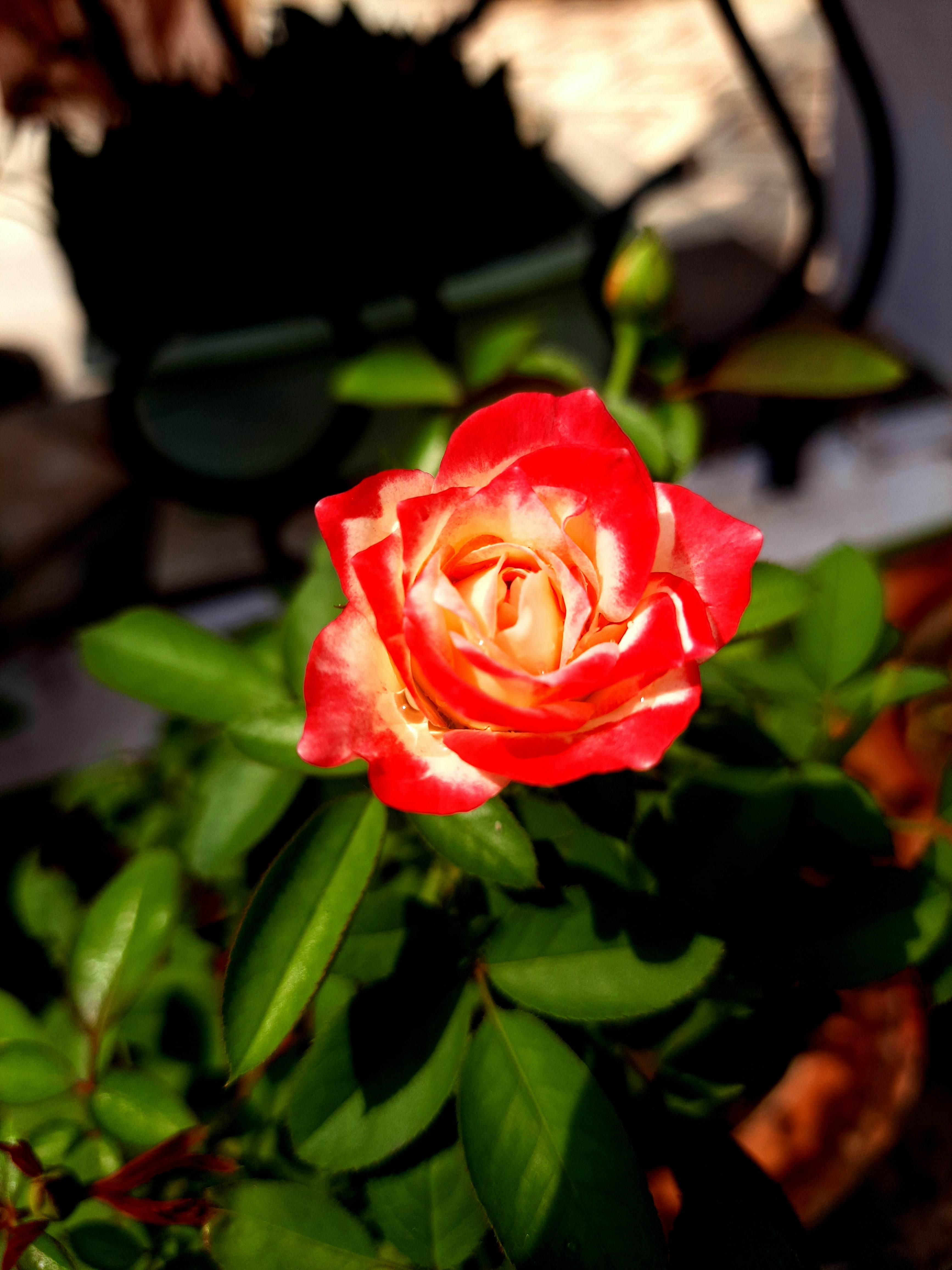 Rose in Focus: A Coral-Red Bloom Anchors a Sunlit Balcony Scene