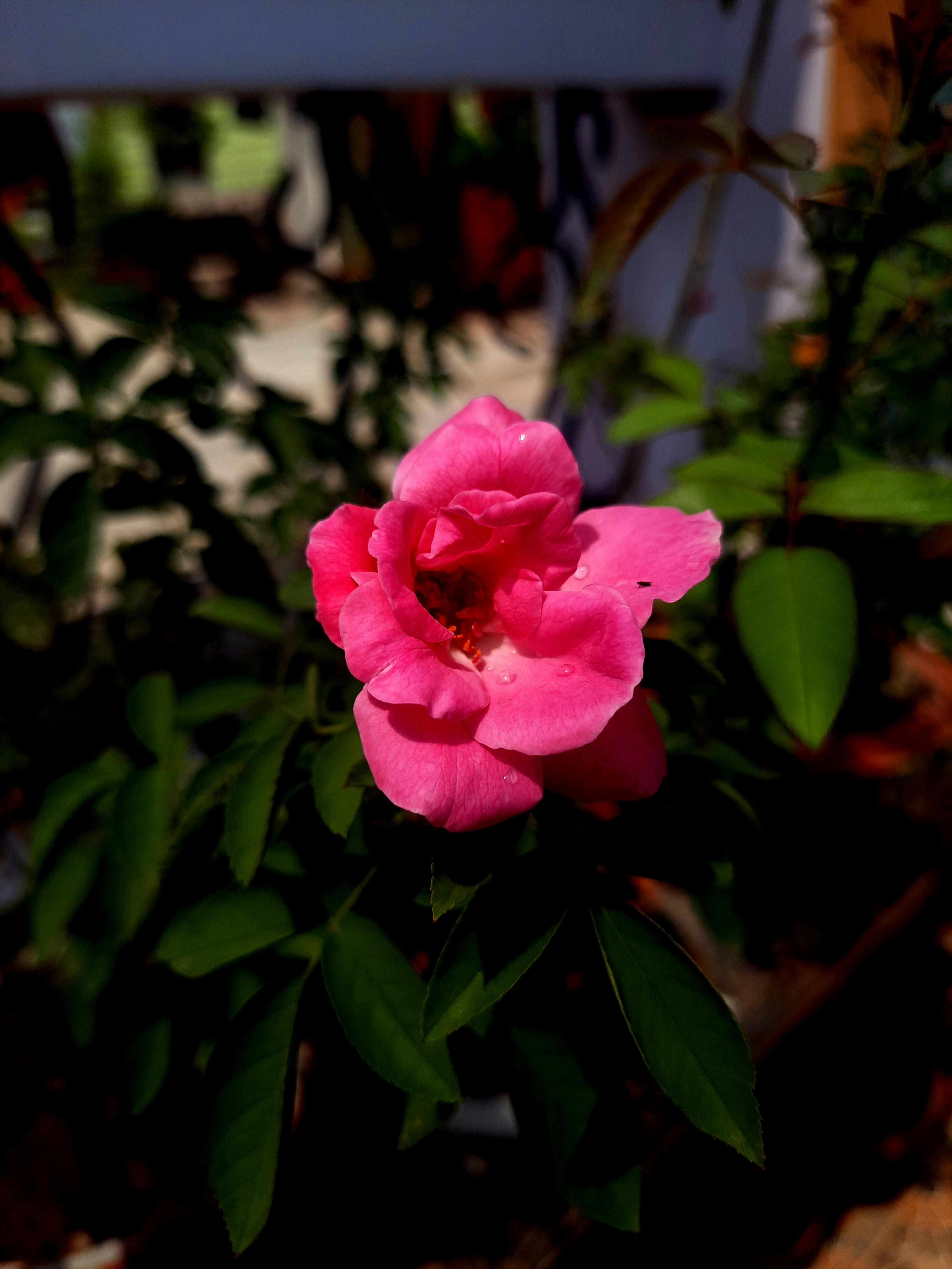 Pink Camellia in Focus: A Delicate Bloom Against a Quiet Backyard