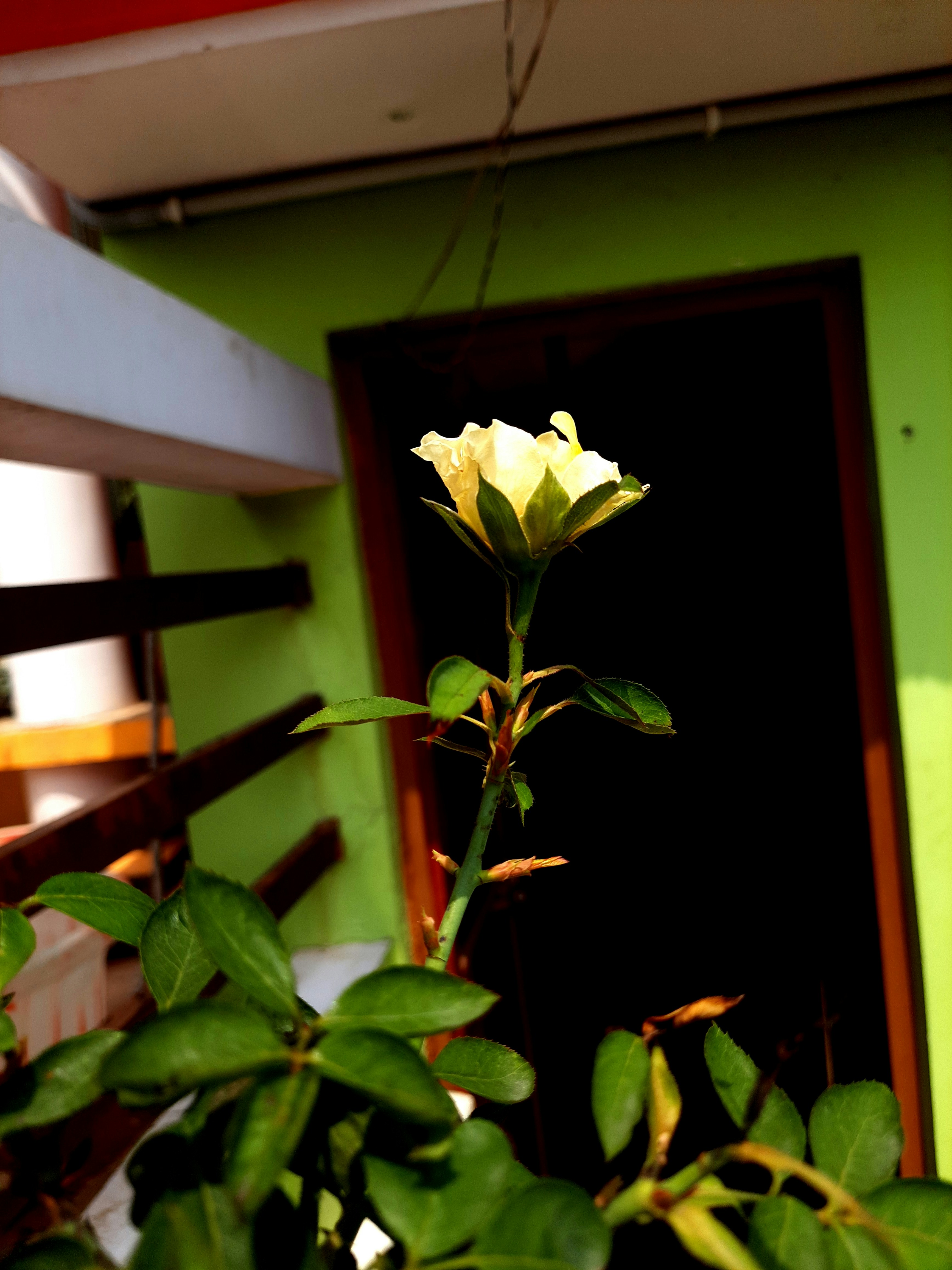 Cream rose in focus against a lime-green doorway, with surrounding foliage and a balcony railing in the frame.