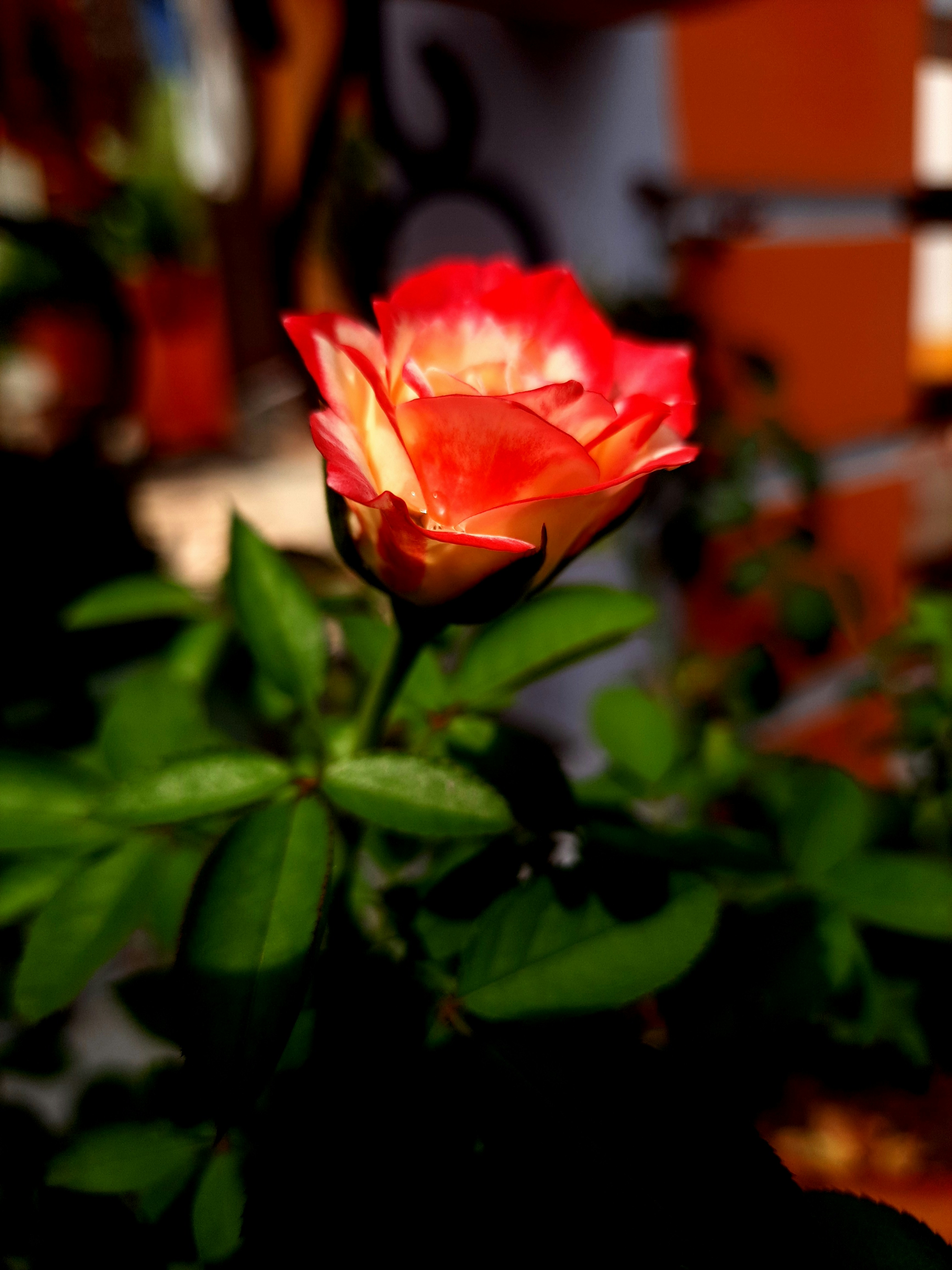 Rose in Focus: A Sunlit Bloom Against a Shadowed Backdrop