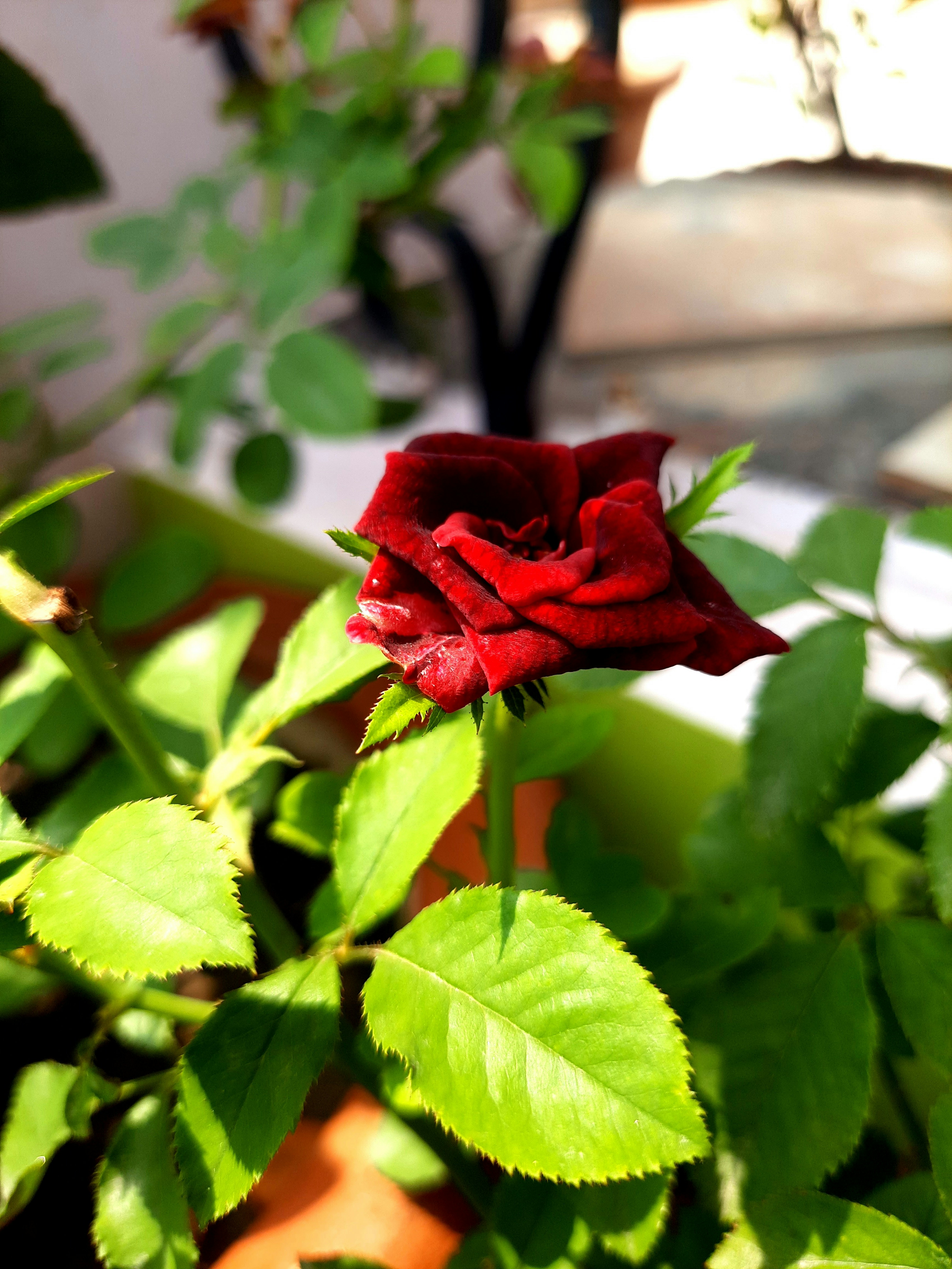 Vivid red rose in sharp focus amid bright green rose leaves and blurred background, highlighting the flower as the focal point.