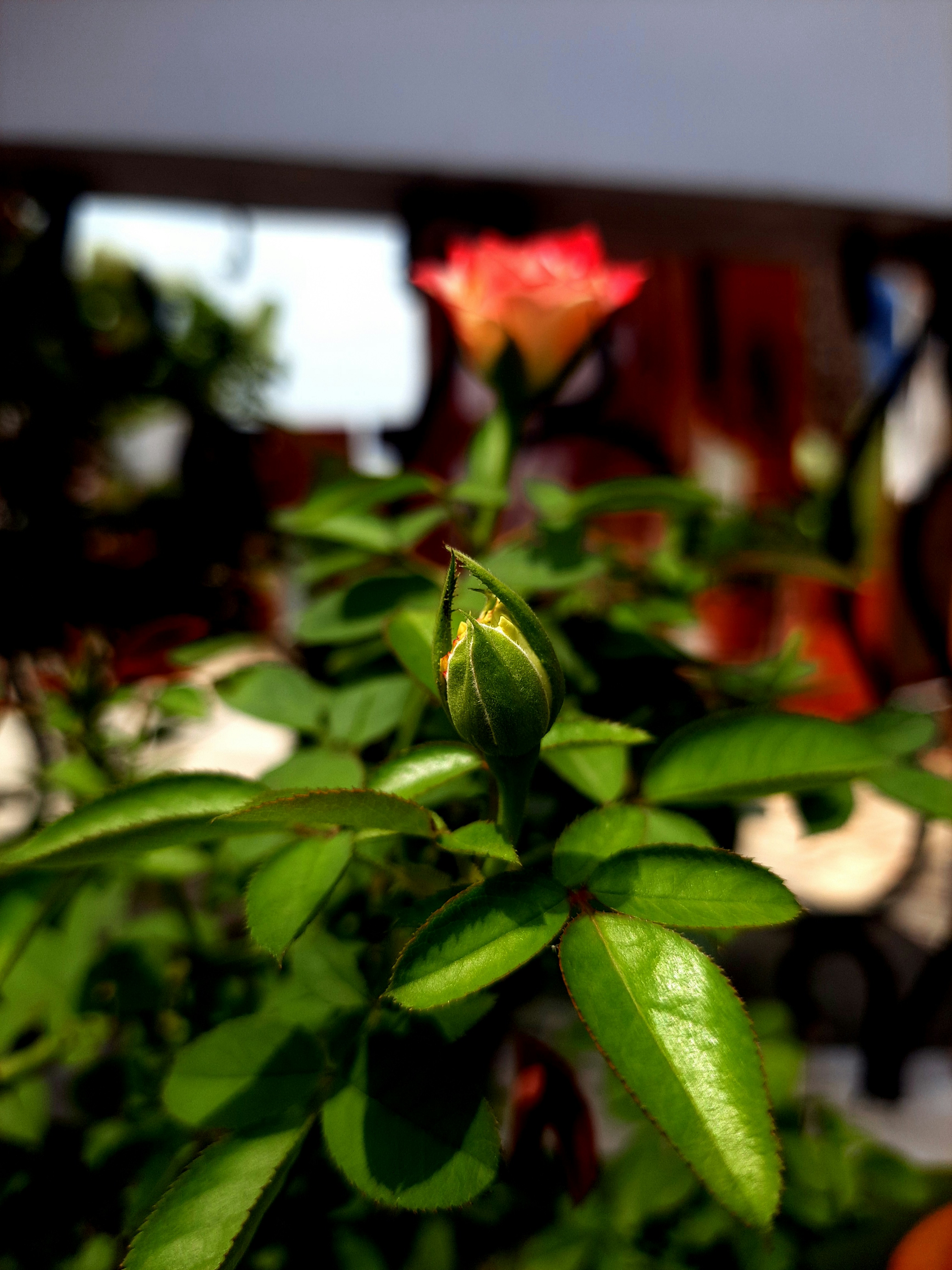 A close-up of a budding rose surrounded by glossy green leaves, with a softly blurred background hinting at a garden scene.