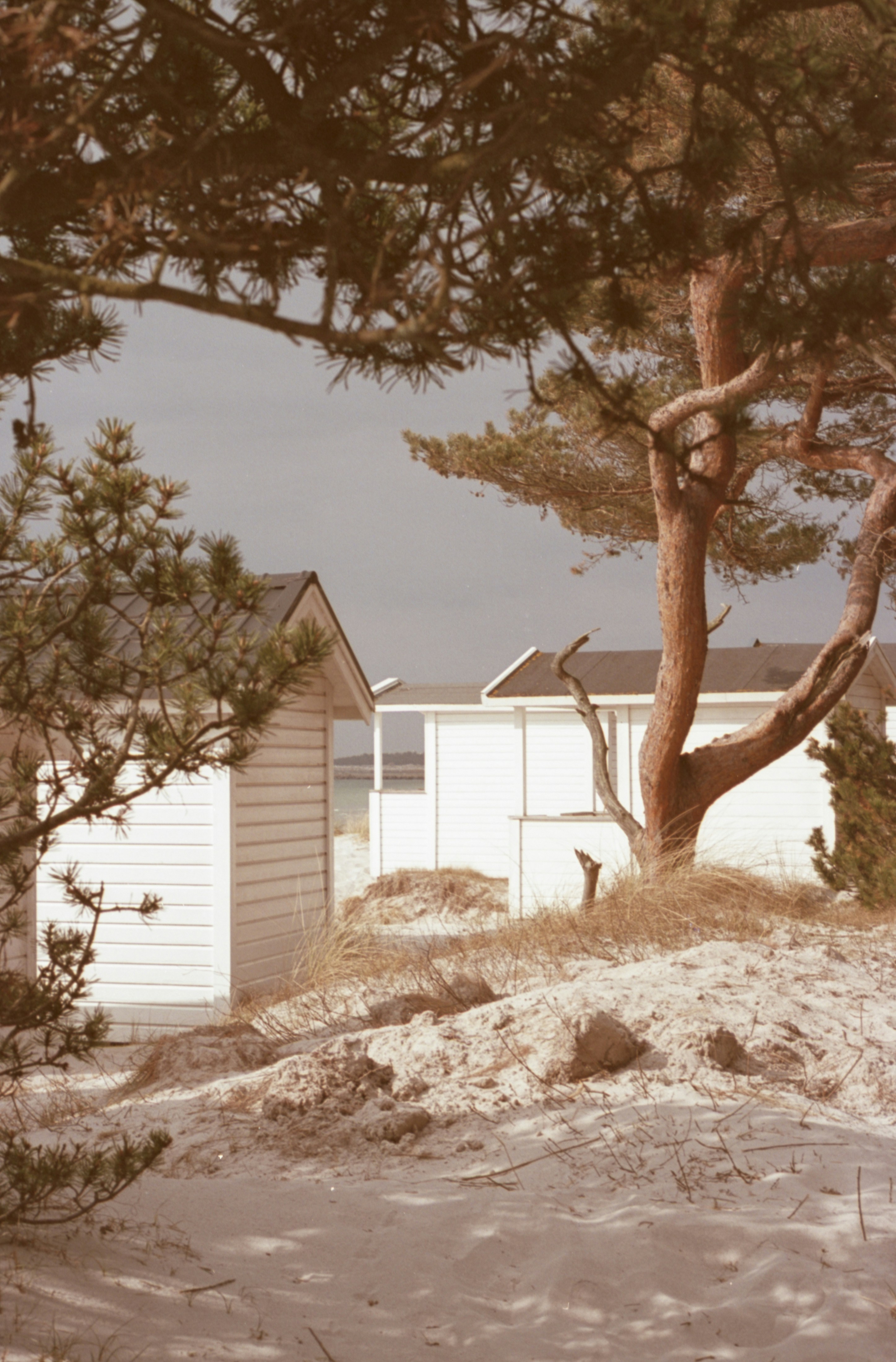 Coastal Cottages Under Sandy Pines