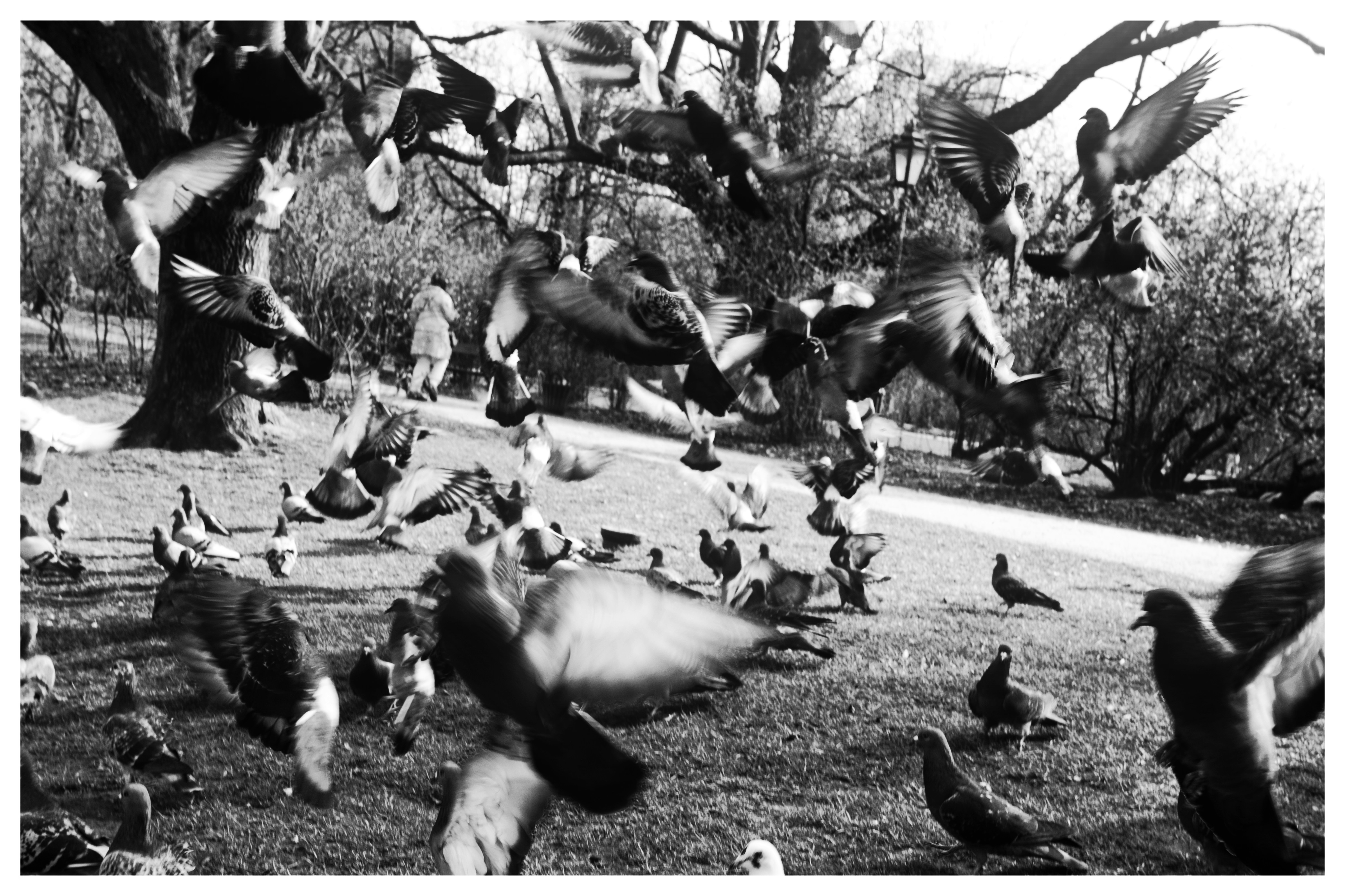A multitude of pigeons erupt from a park lawn in flight, captured in high-contrast black and white to emphasize motion and texture. The flock creates a dynamic, chaotic scene around bare trees and walkers in the background.