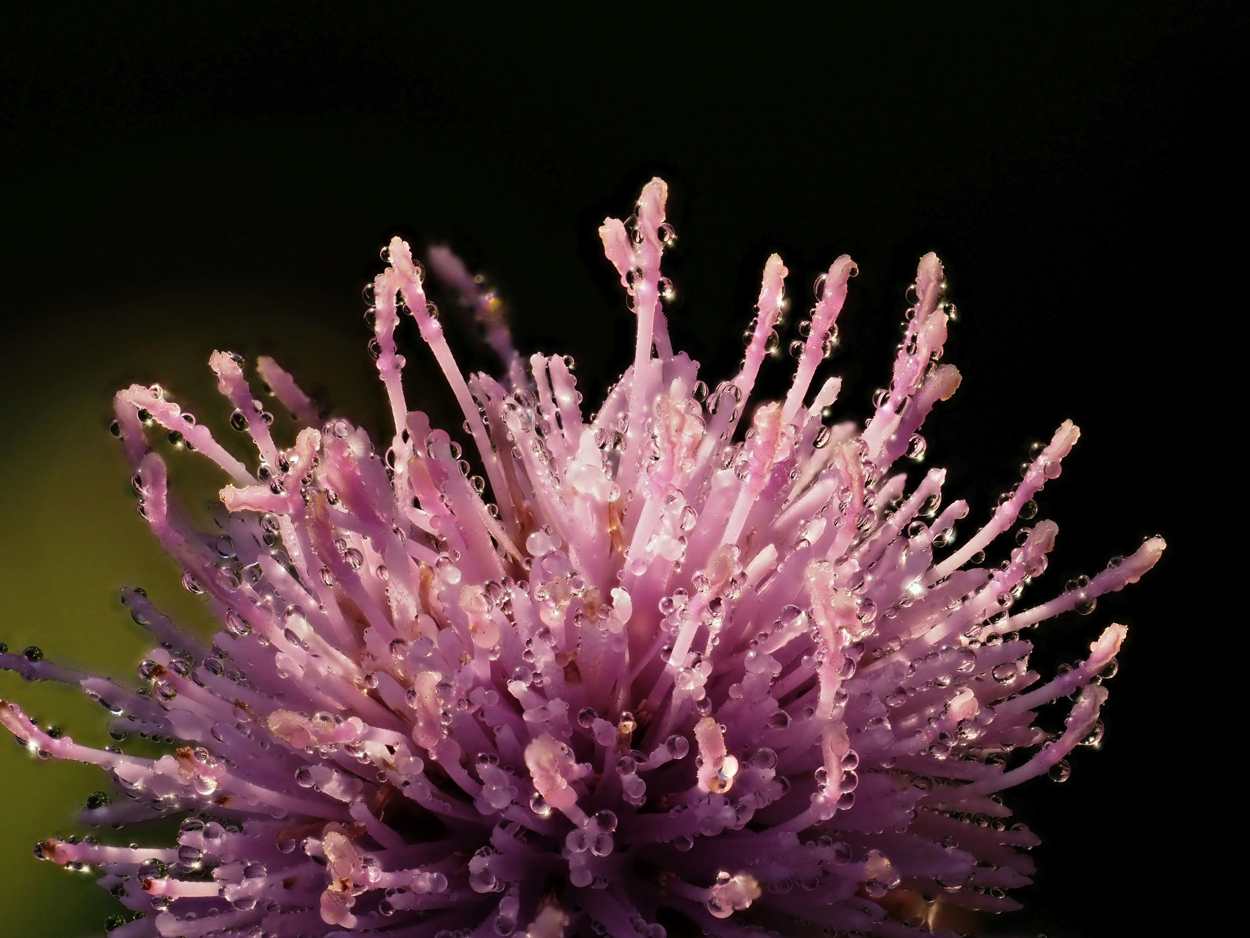 morning dew on a flower