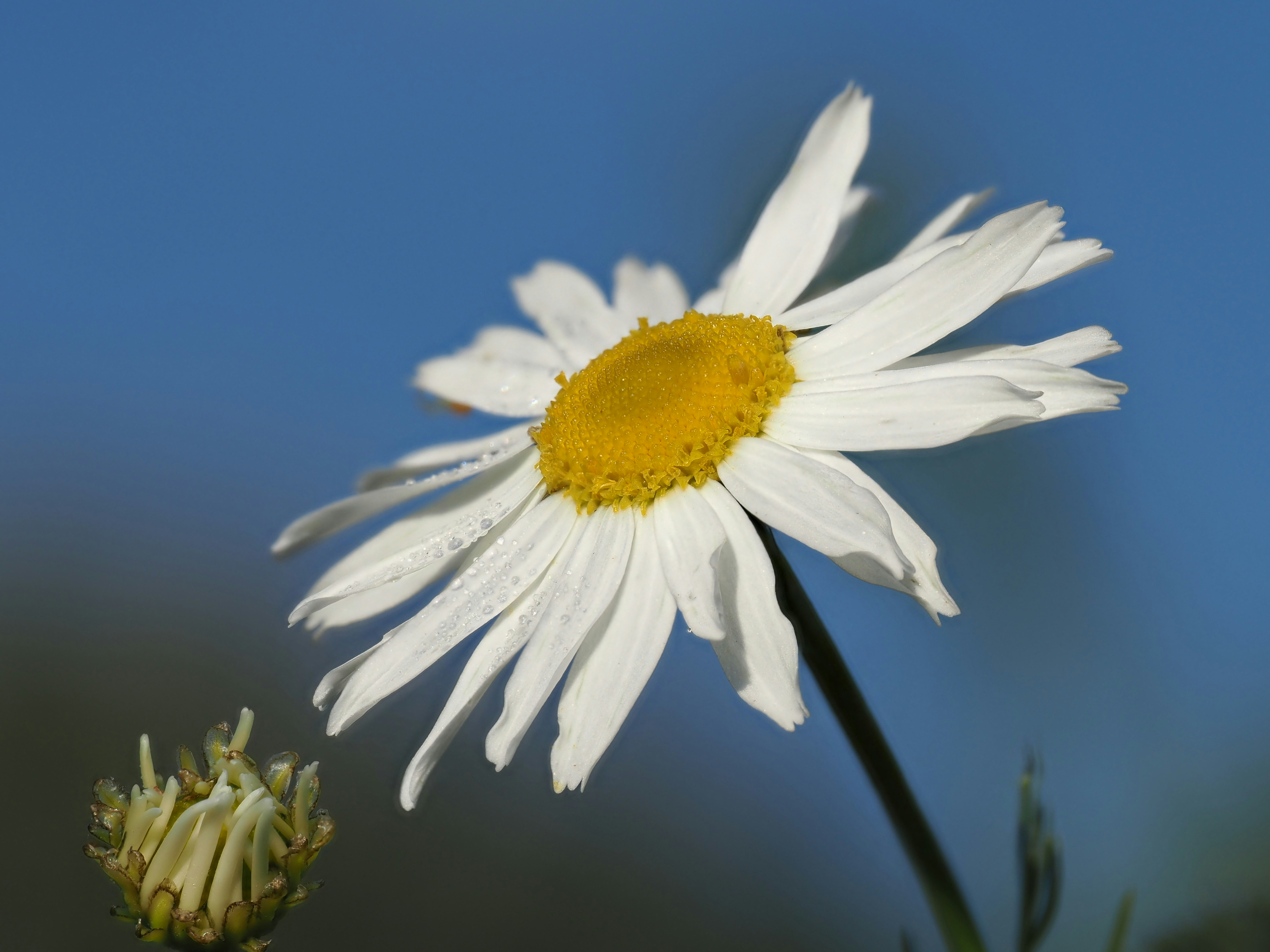 chamomile flower against the blue sky