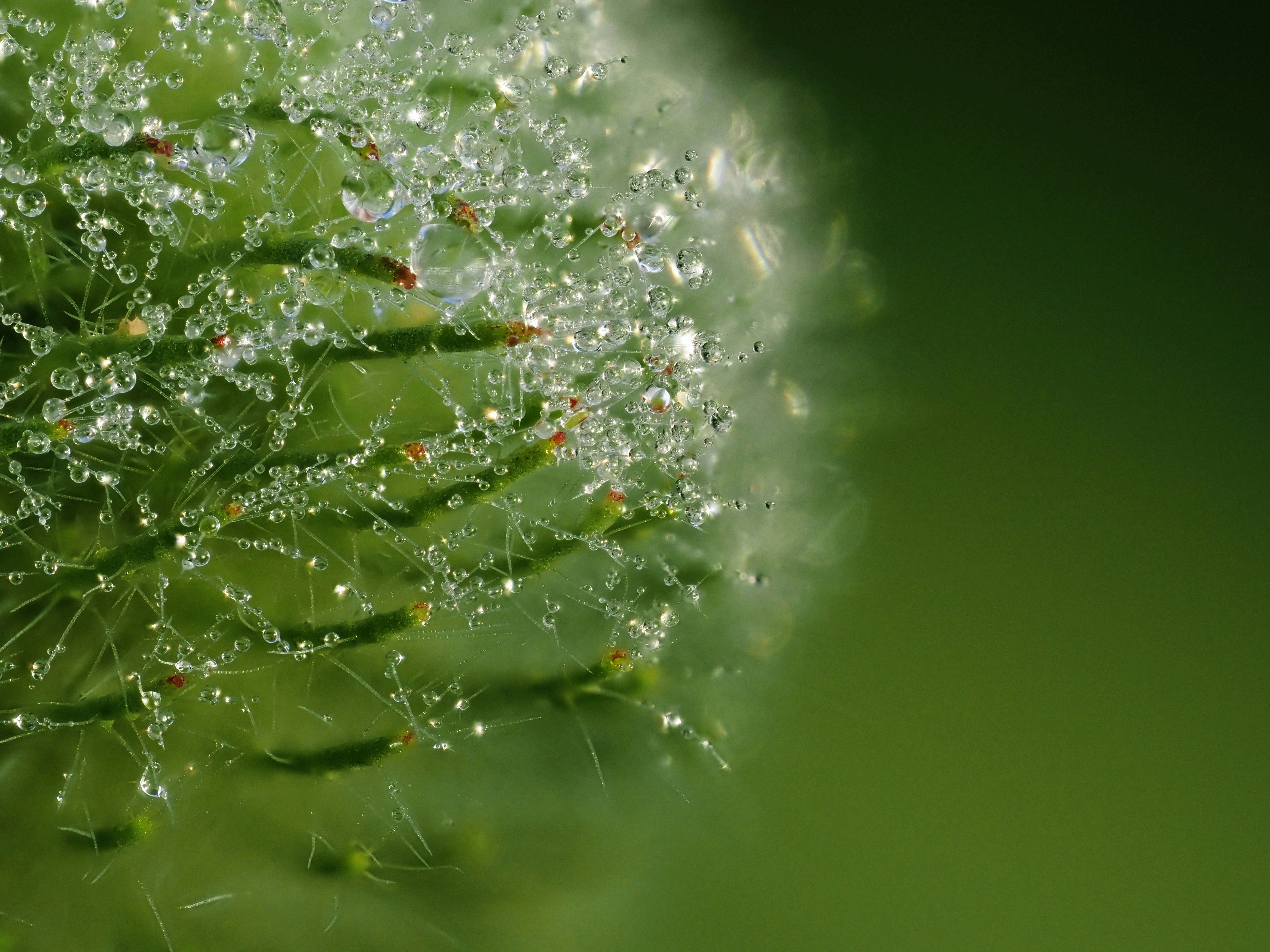 morning dew on a plant
