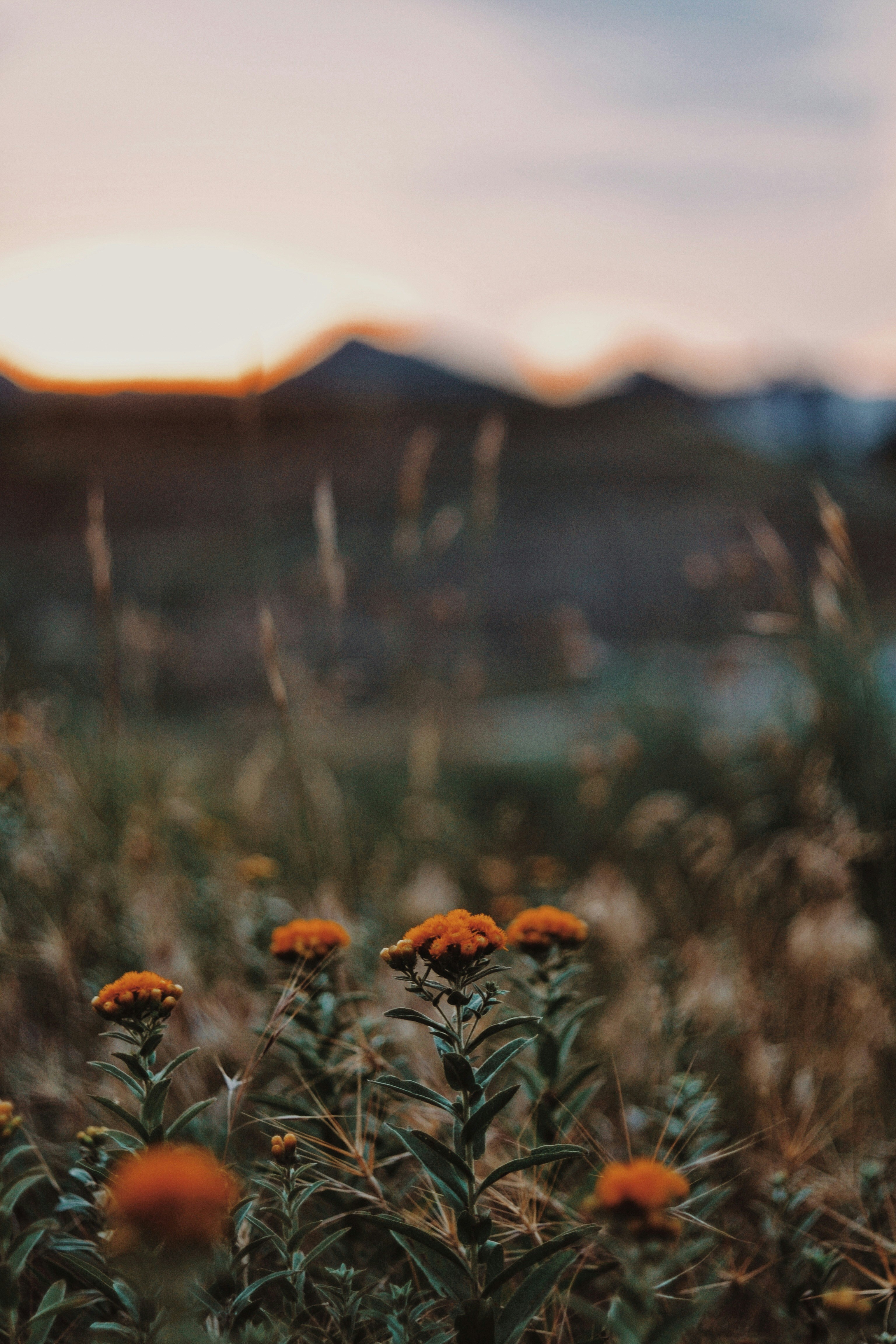 Sunlit Wildflowers at Dusk in a Quiet Field