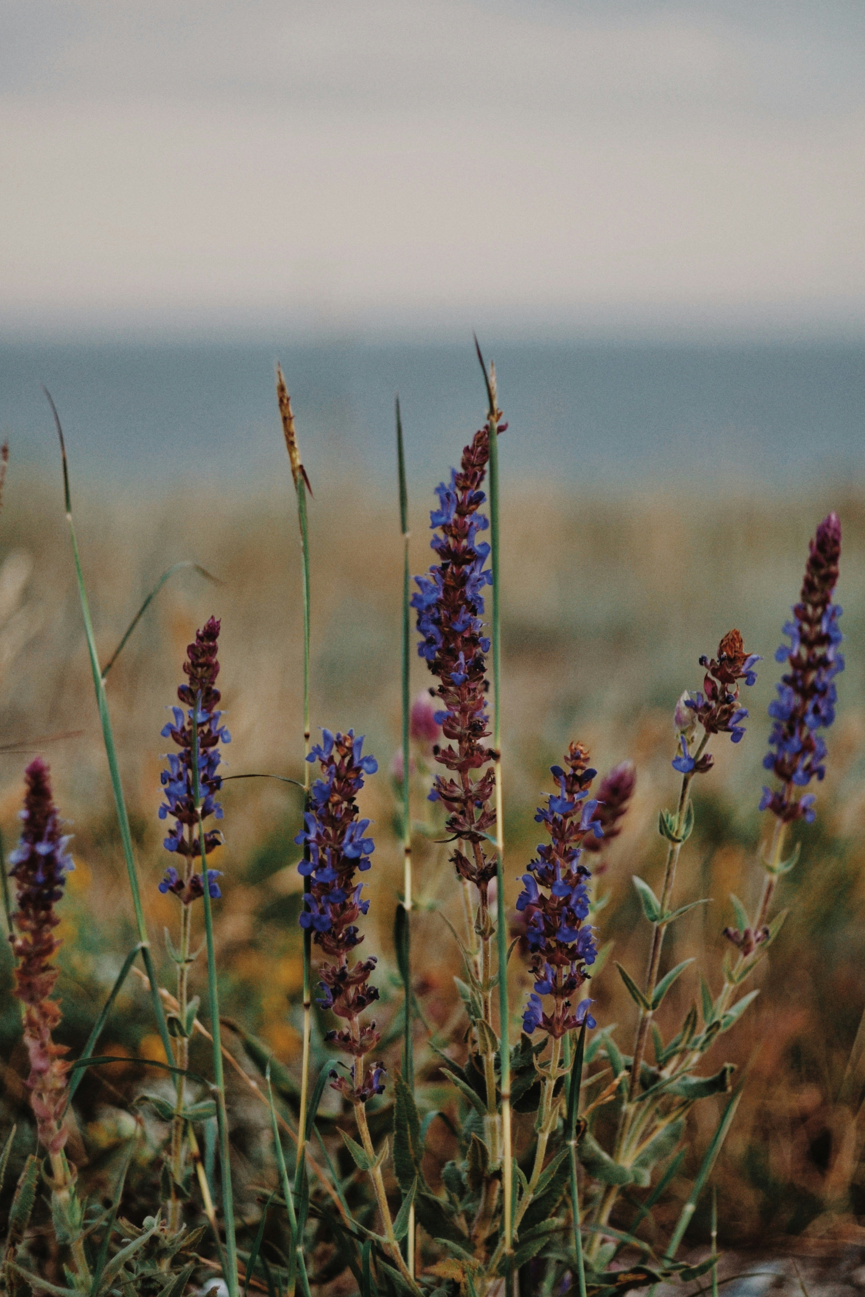 Lavender Silhouette at Seawind Ridge