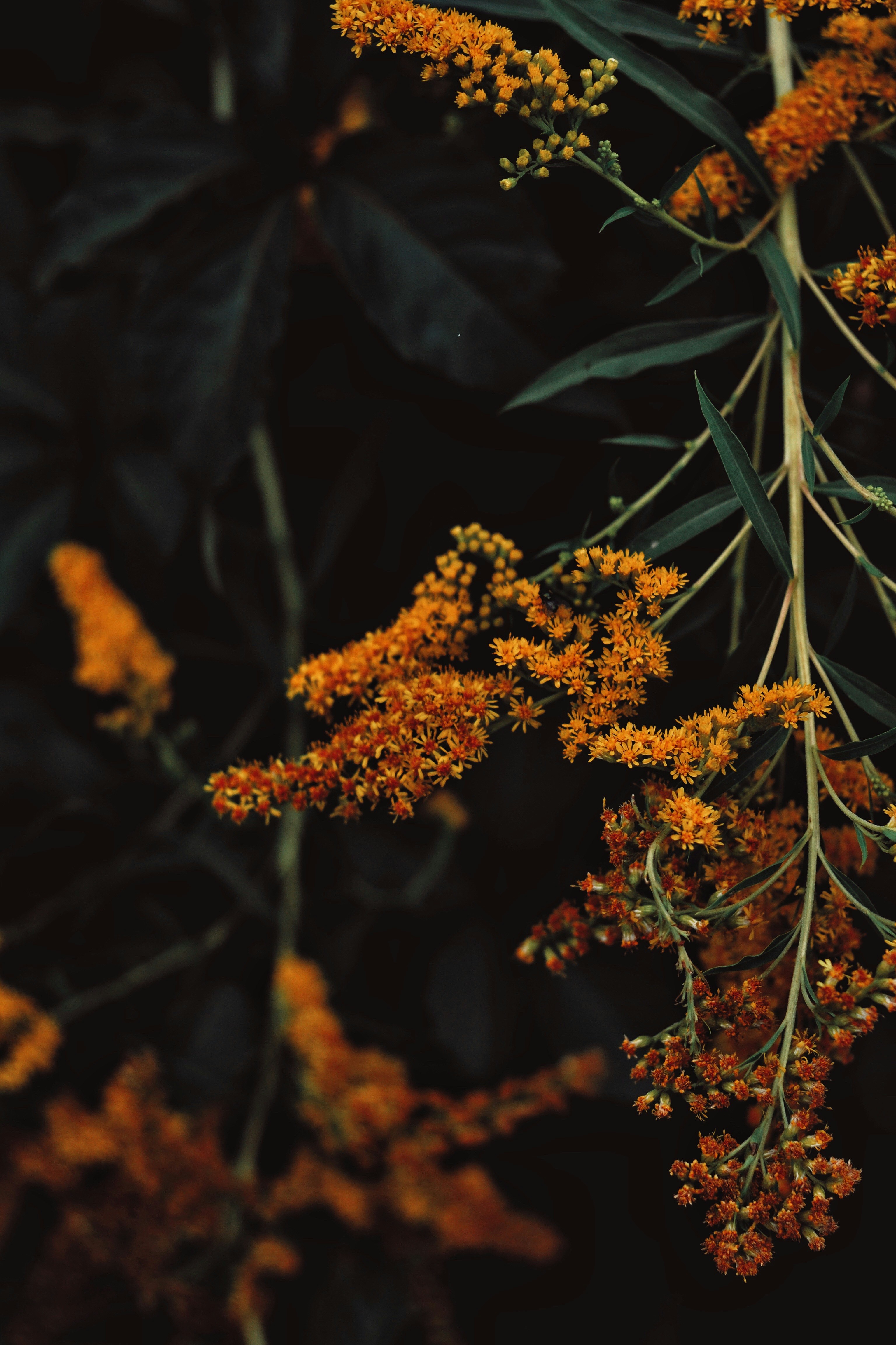 Amber spray of autumn blooms against a shadowed backdrop
