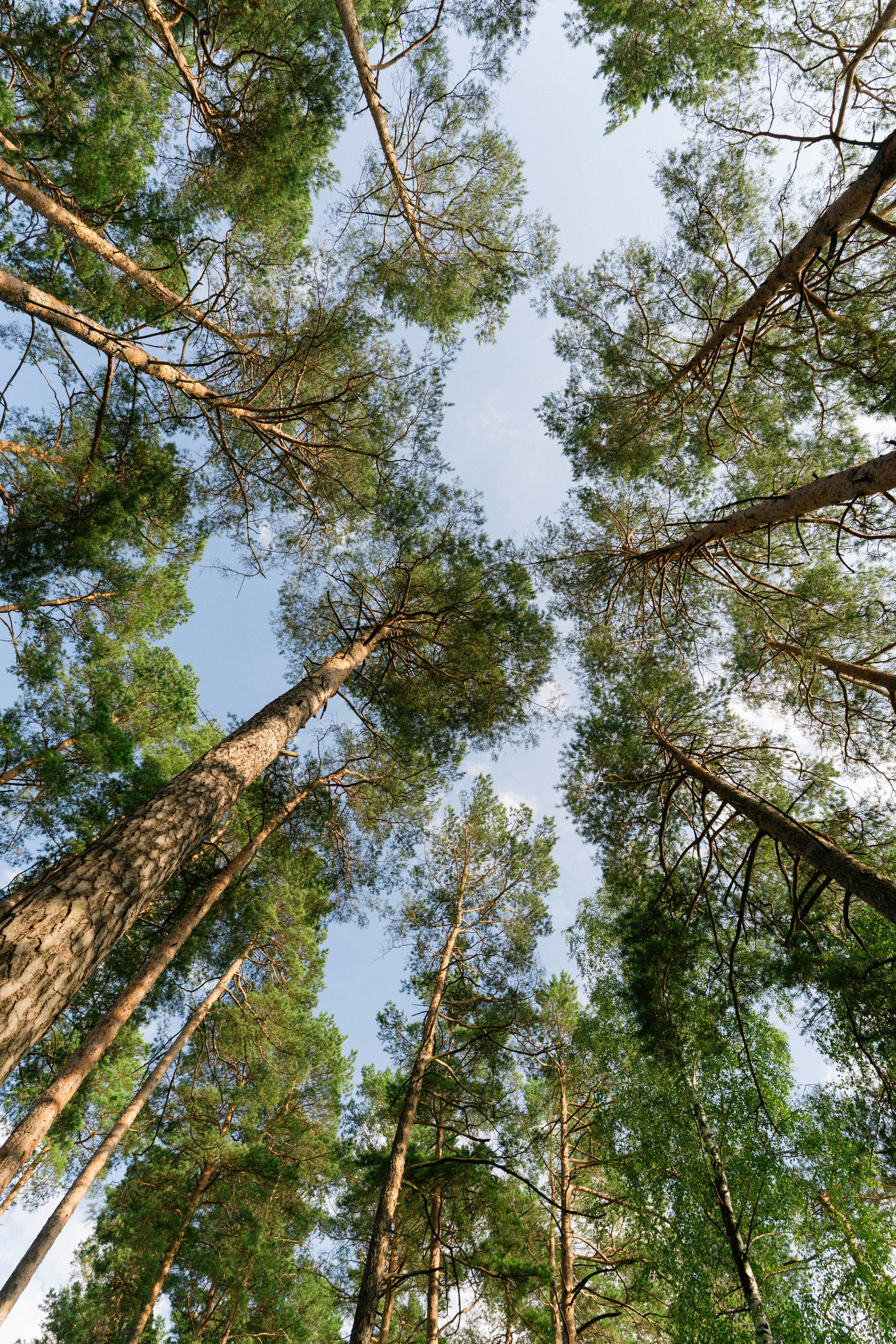 Skyward Cathedral: Tall Pines Reaching Toward a Cleared Blue
