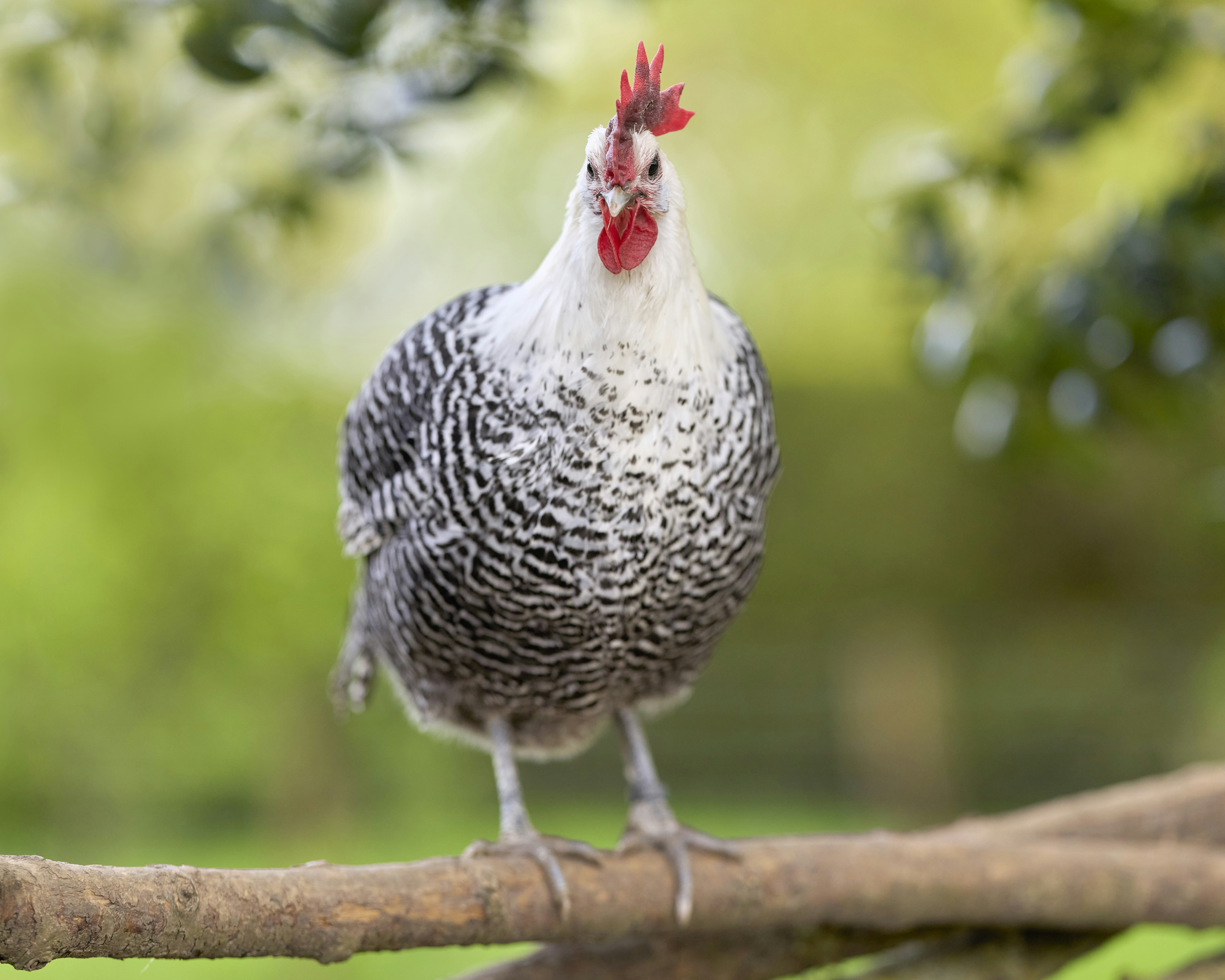 White-feathered Roost: A Striking Head-on Portrait of a Chicken on a Branch