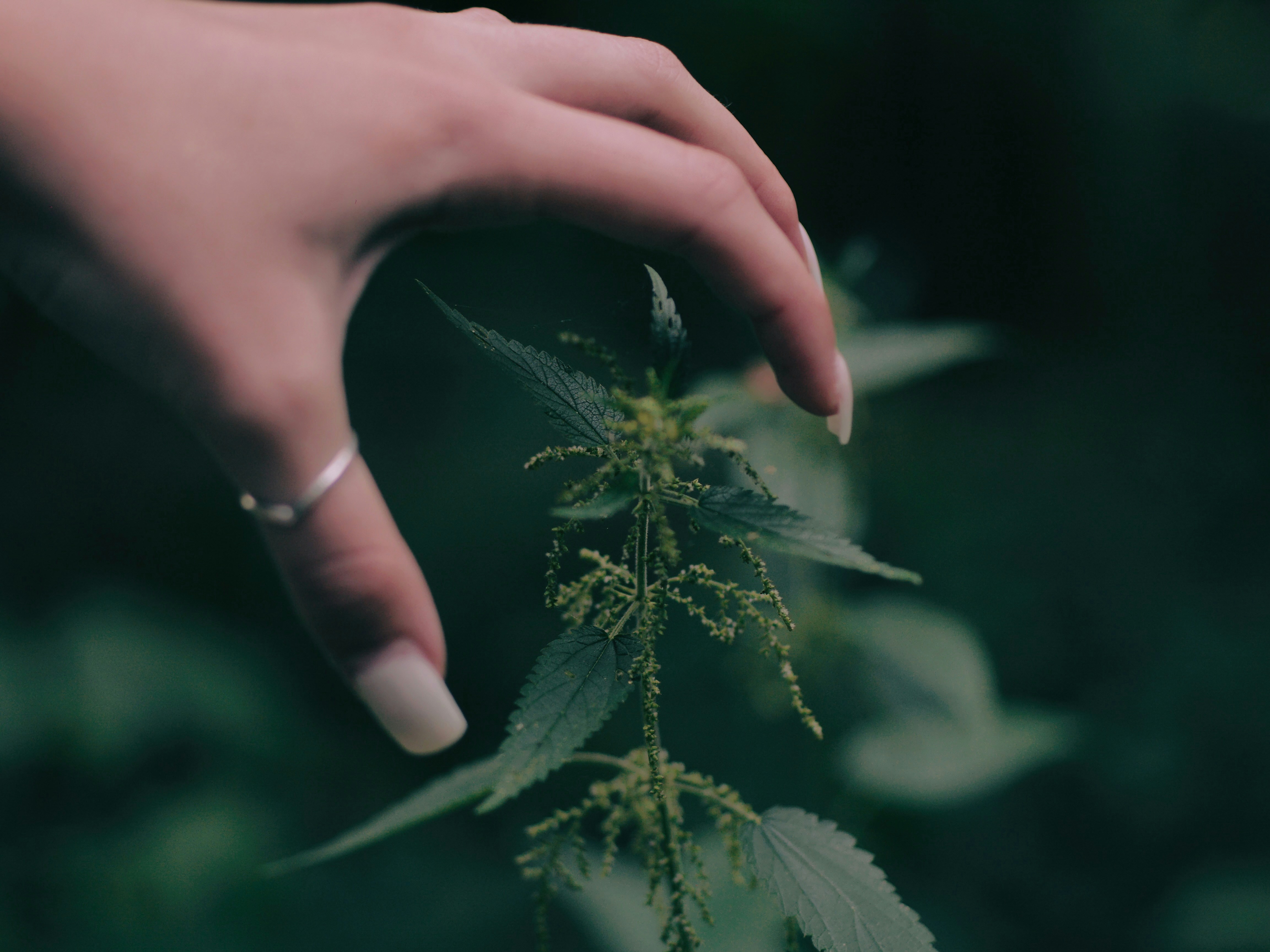 Close-up of a hand cupping a delicate plant with tiny flowers in a dim, green forest setting. A calm, intimate moment highlighting touch and nature, with the subject slightly off-center and the background blurred as depth.