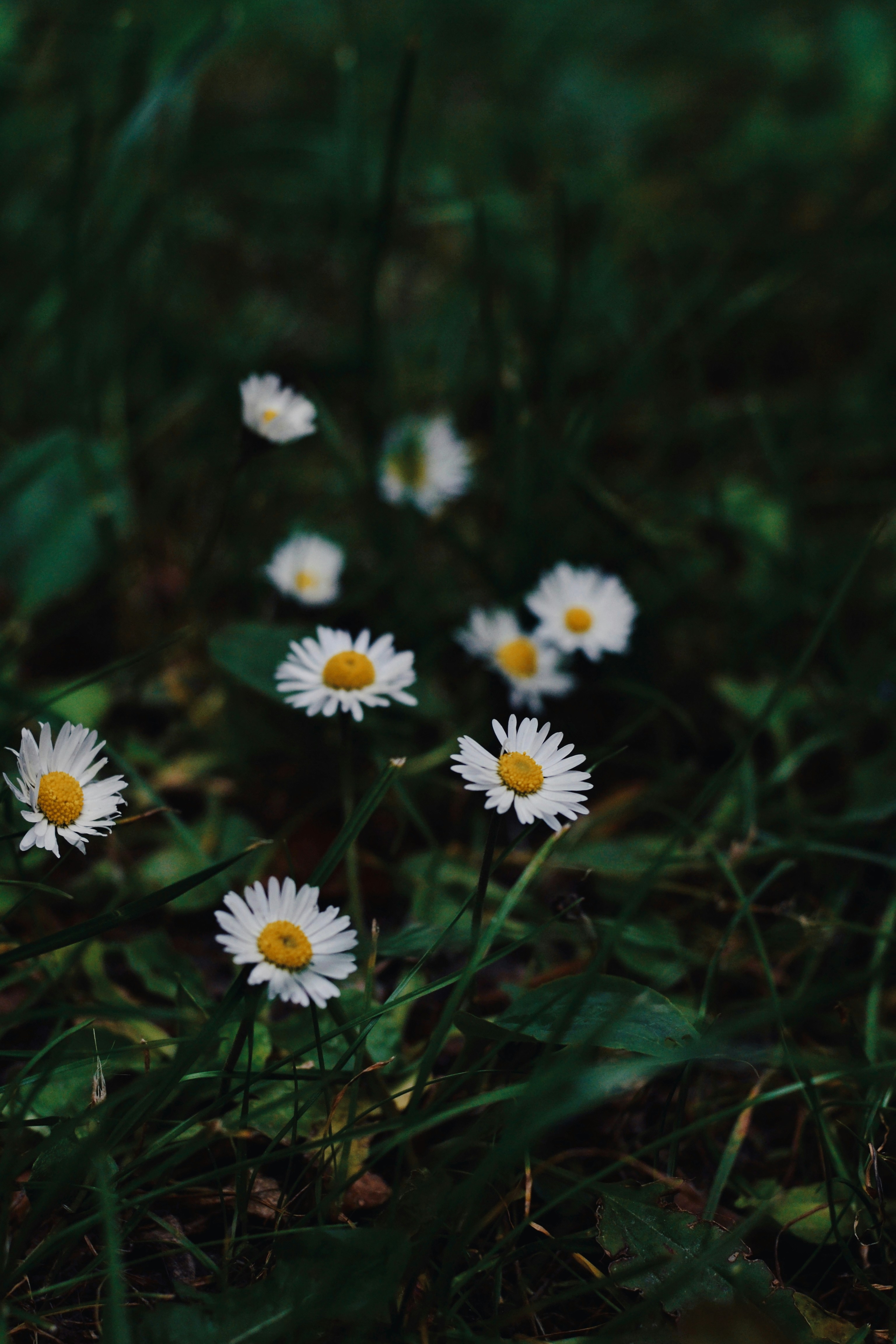 White Daisies in a Shadowed Meadow