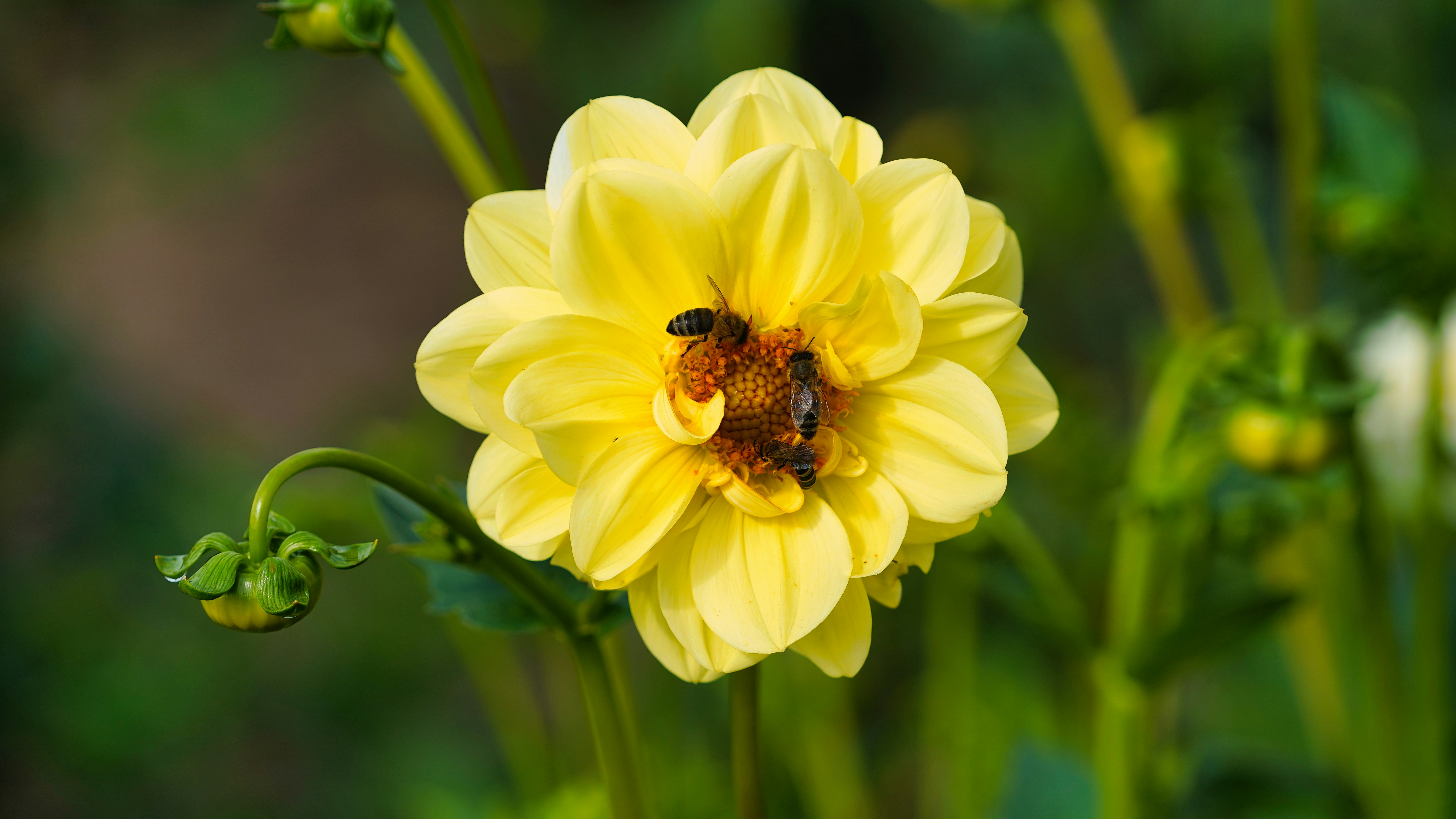 Sunny Dahlia with Bee: Closeup of a Golden Blossom in Focus